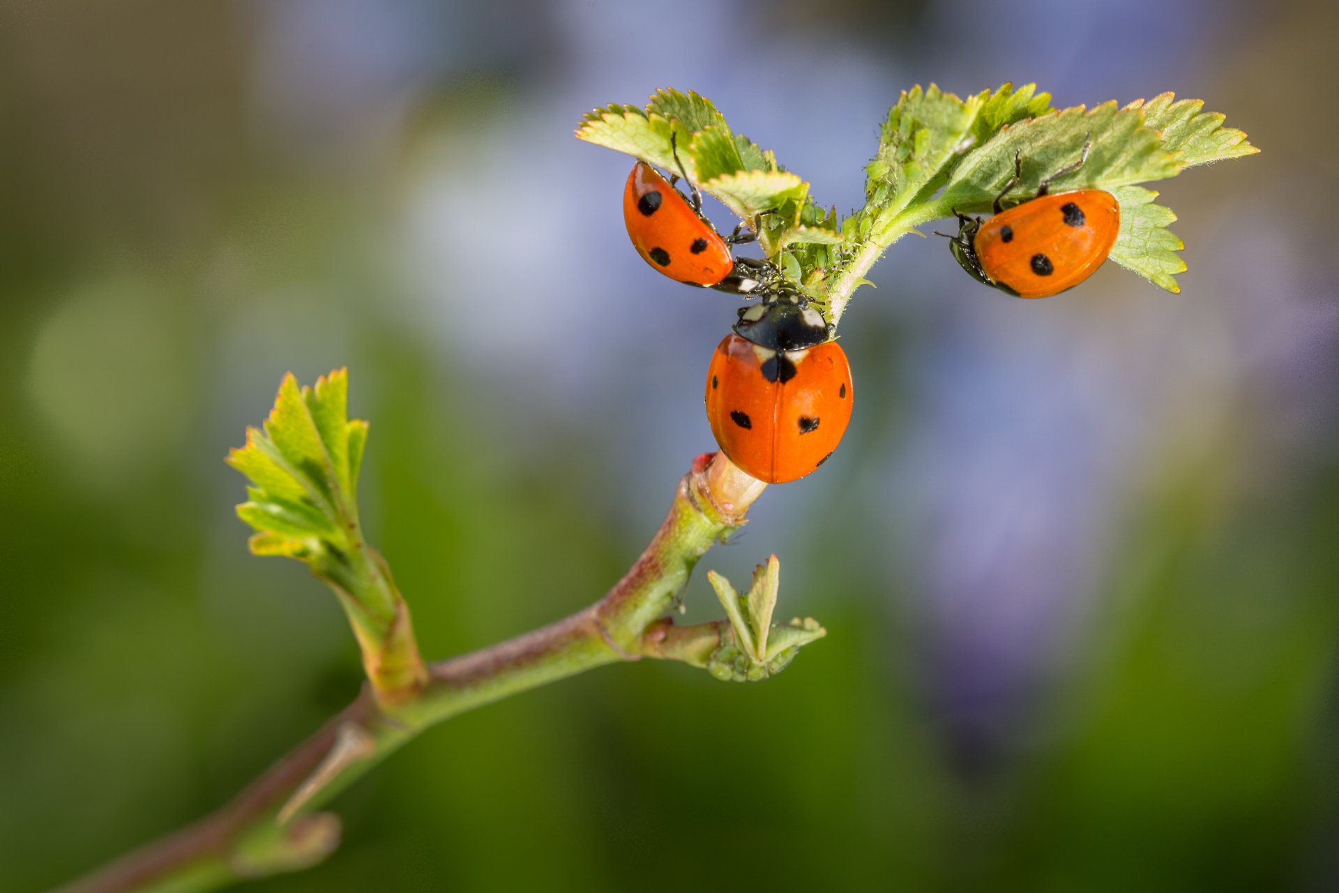 Ladybugs Wallpaper Hd Hd Desktop Wallpapers 4k Hd Images