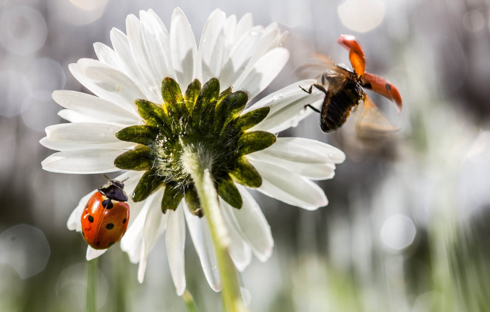 Download Bokeh Flower White Flower Insect Animal Ladybug 4k Ultra HD ...
