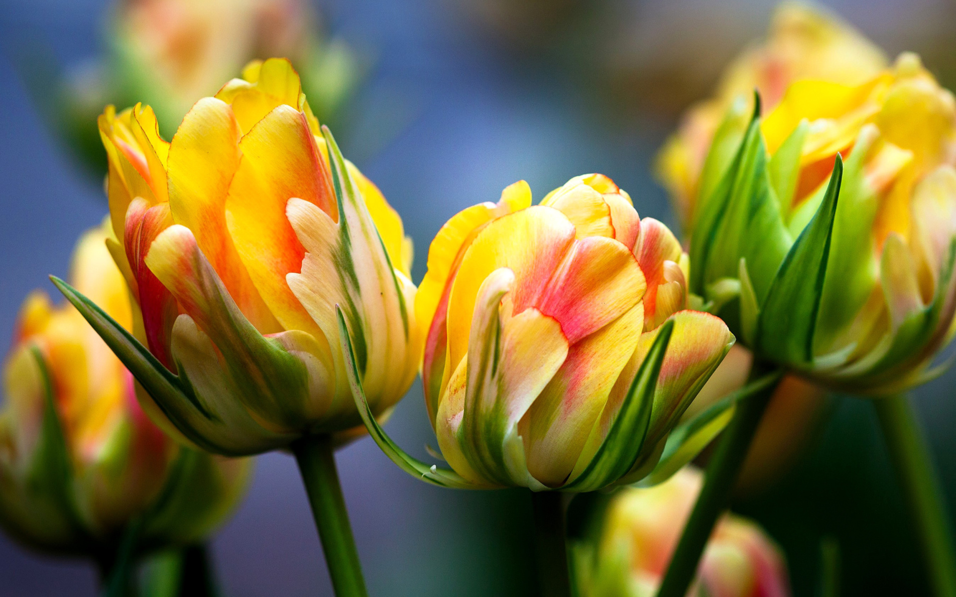 Tulip HD Wallpaper