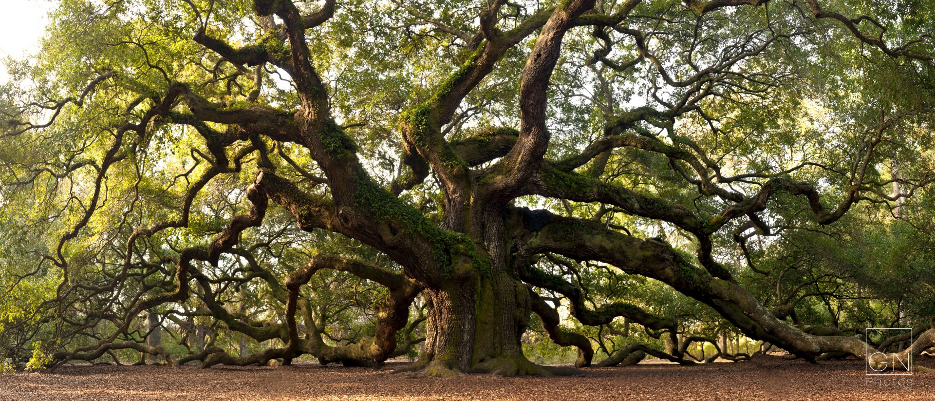 Majestic Angel Oak Tree - 8K Ultra HD Wallpaper by Garrett Nunn