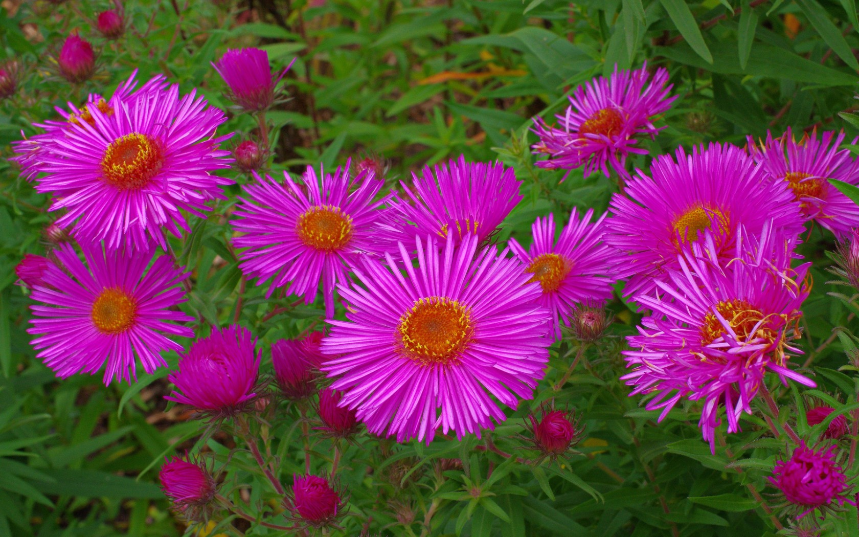 Pink Flowers