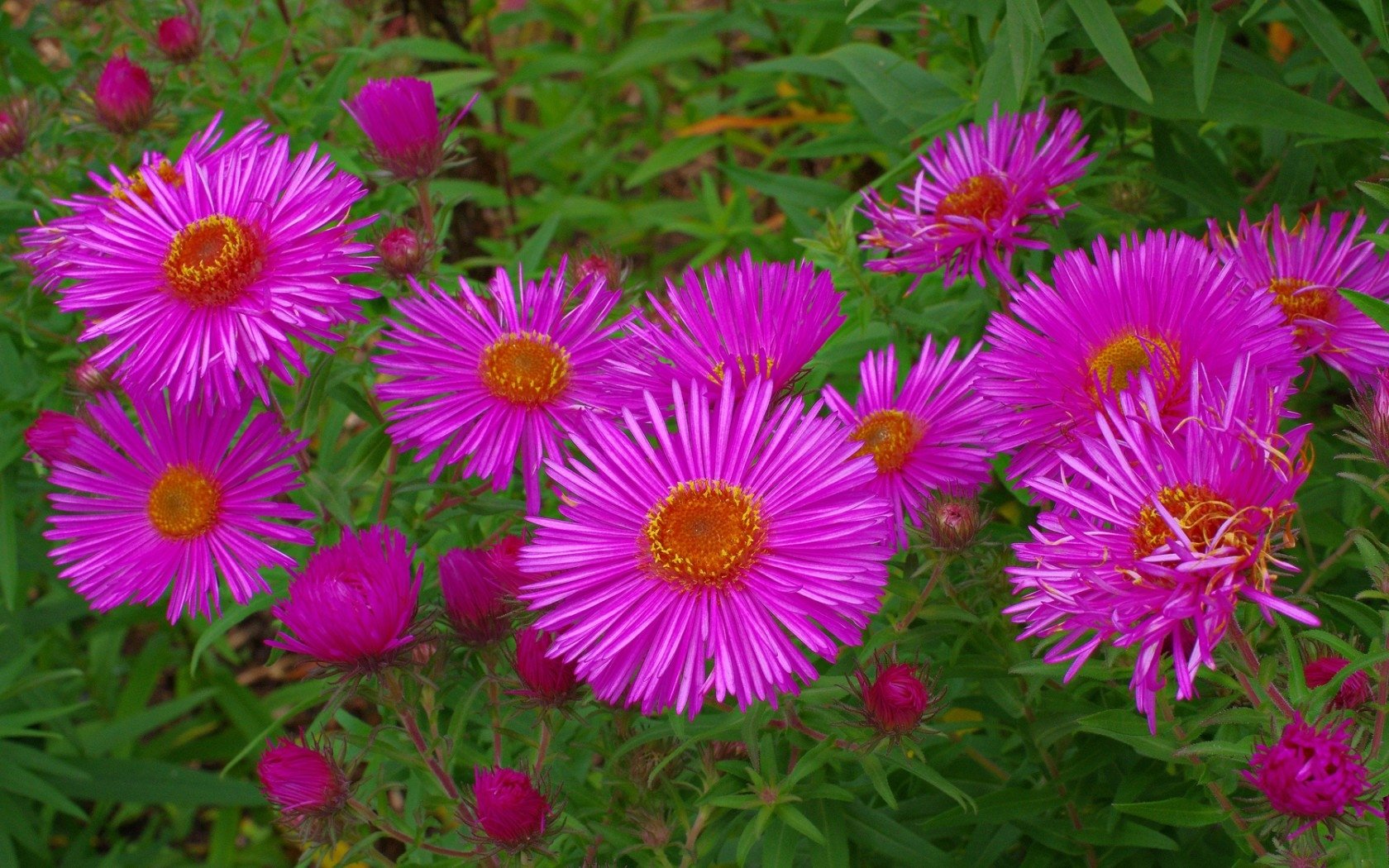 Pink Flowers