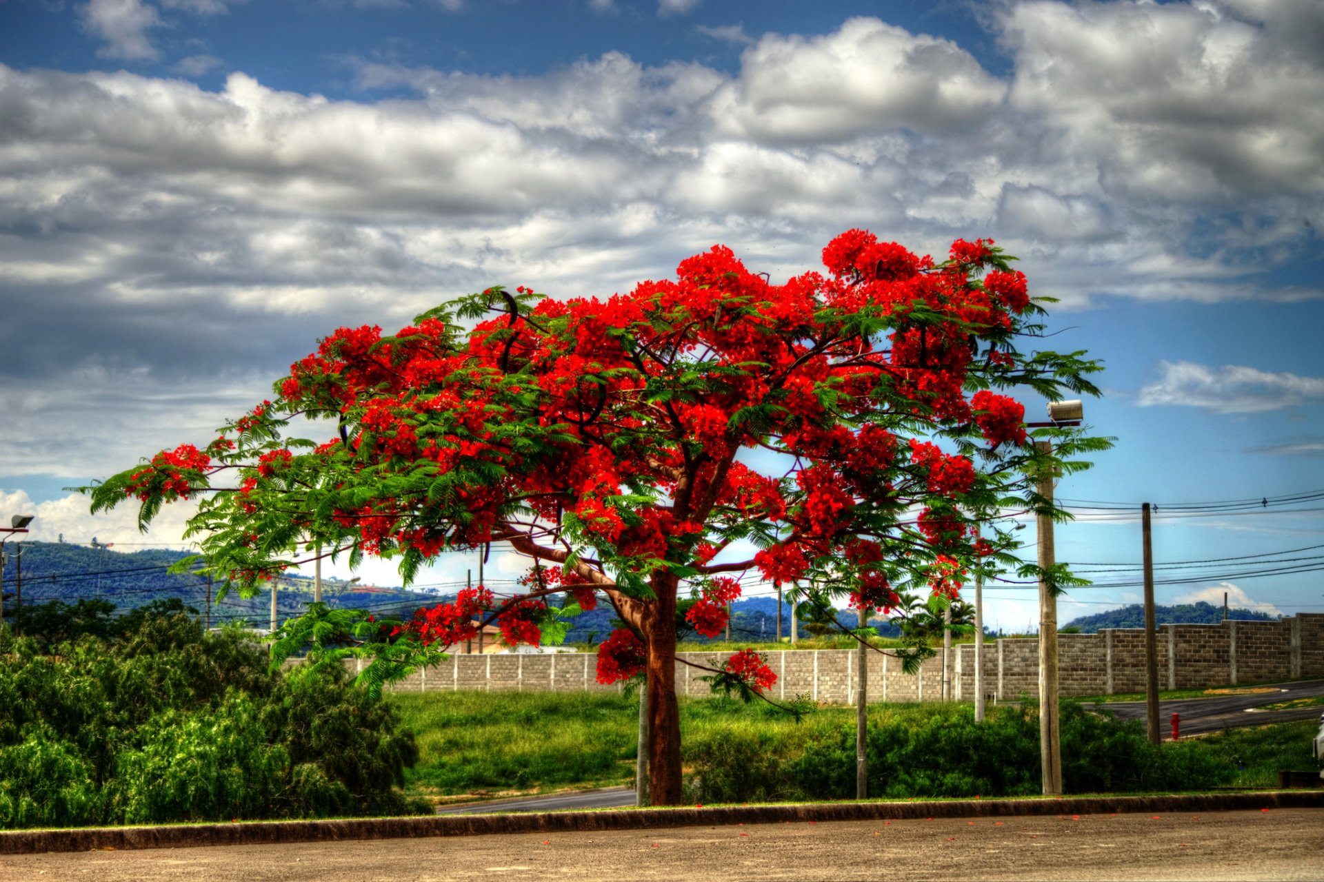 Download Blossom Nature Tree HD Wallpaper