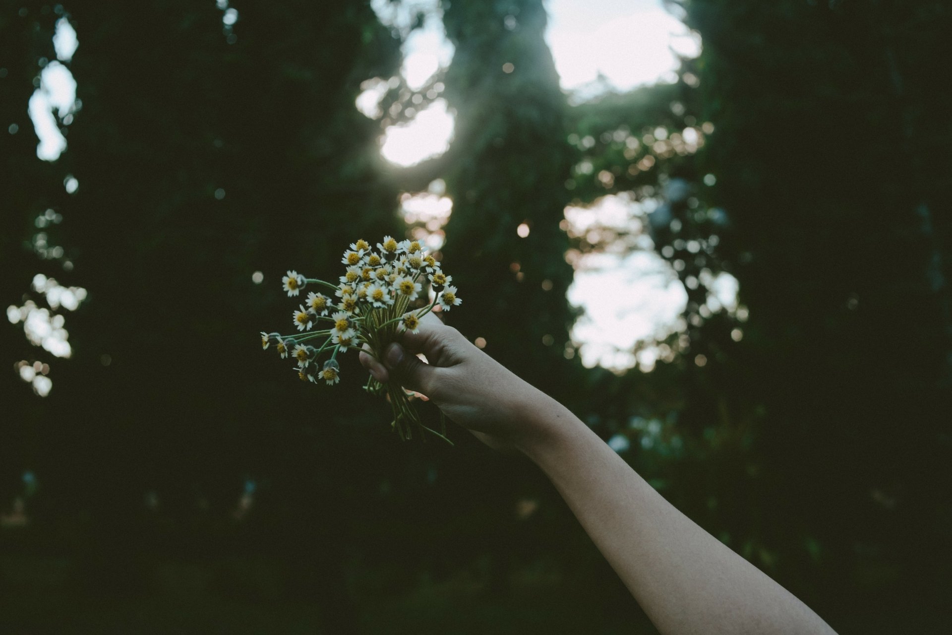 Download Flower Photography Hand 4k Ultra HD Wallpaper