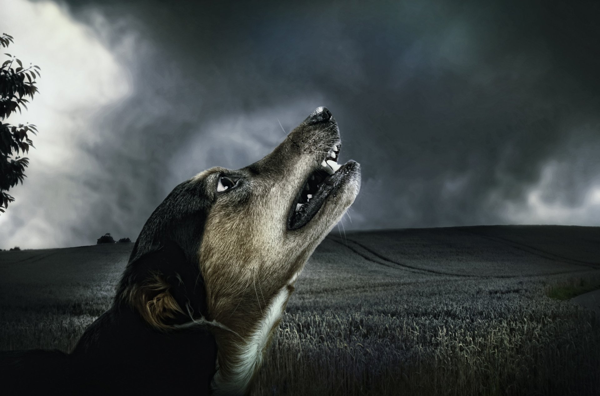 Download Cloud Sky Field Dark Animal Dog HD Wallpaper