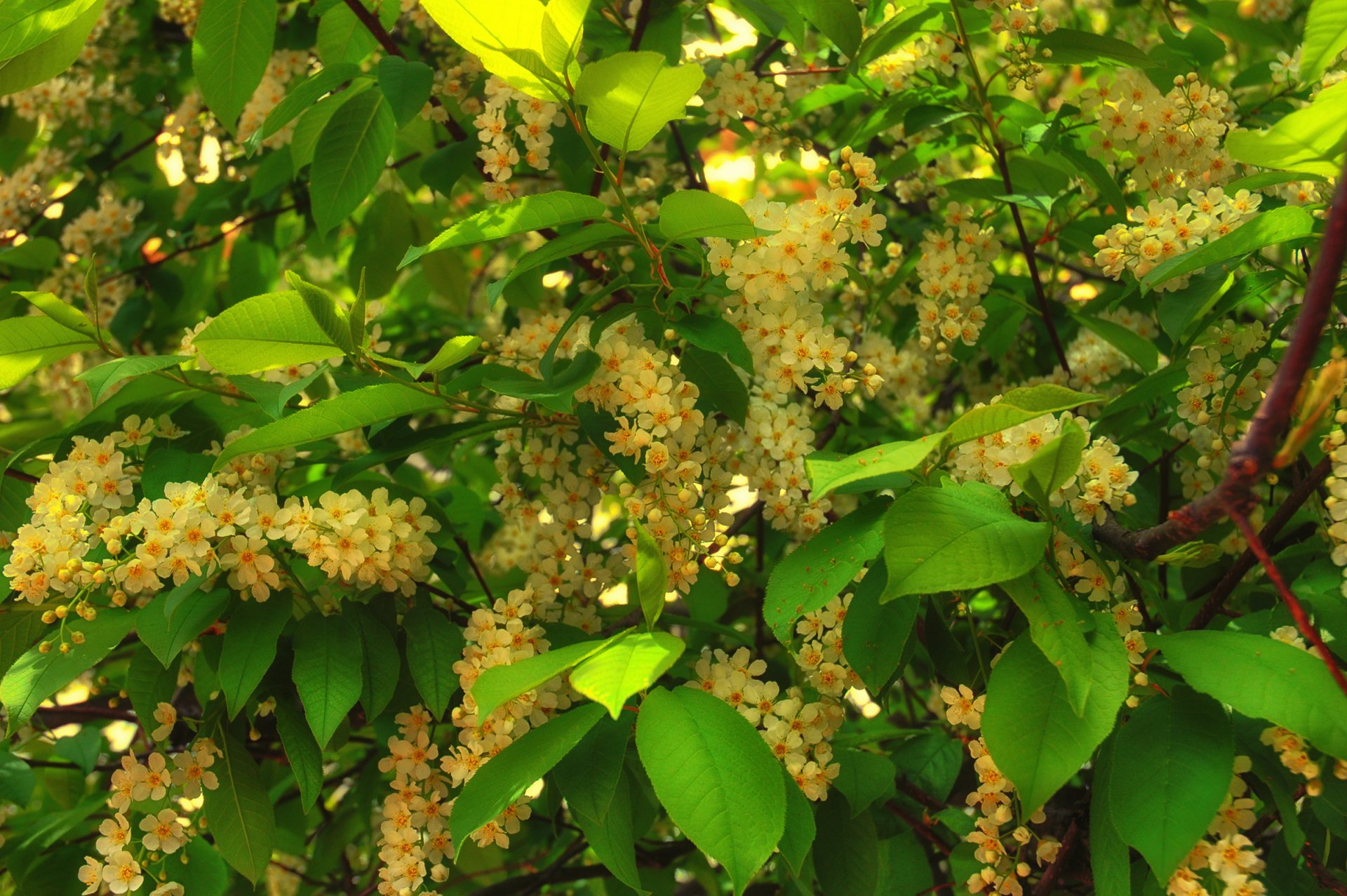 Download White Flower Green Leaf Close-up Blossom Nature Tree HD ...
