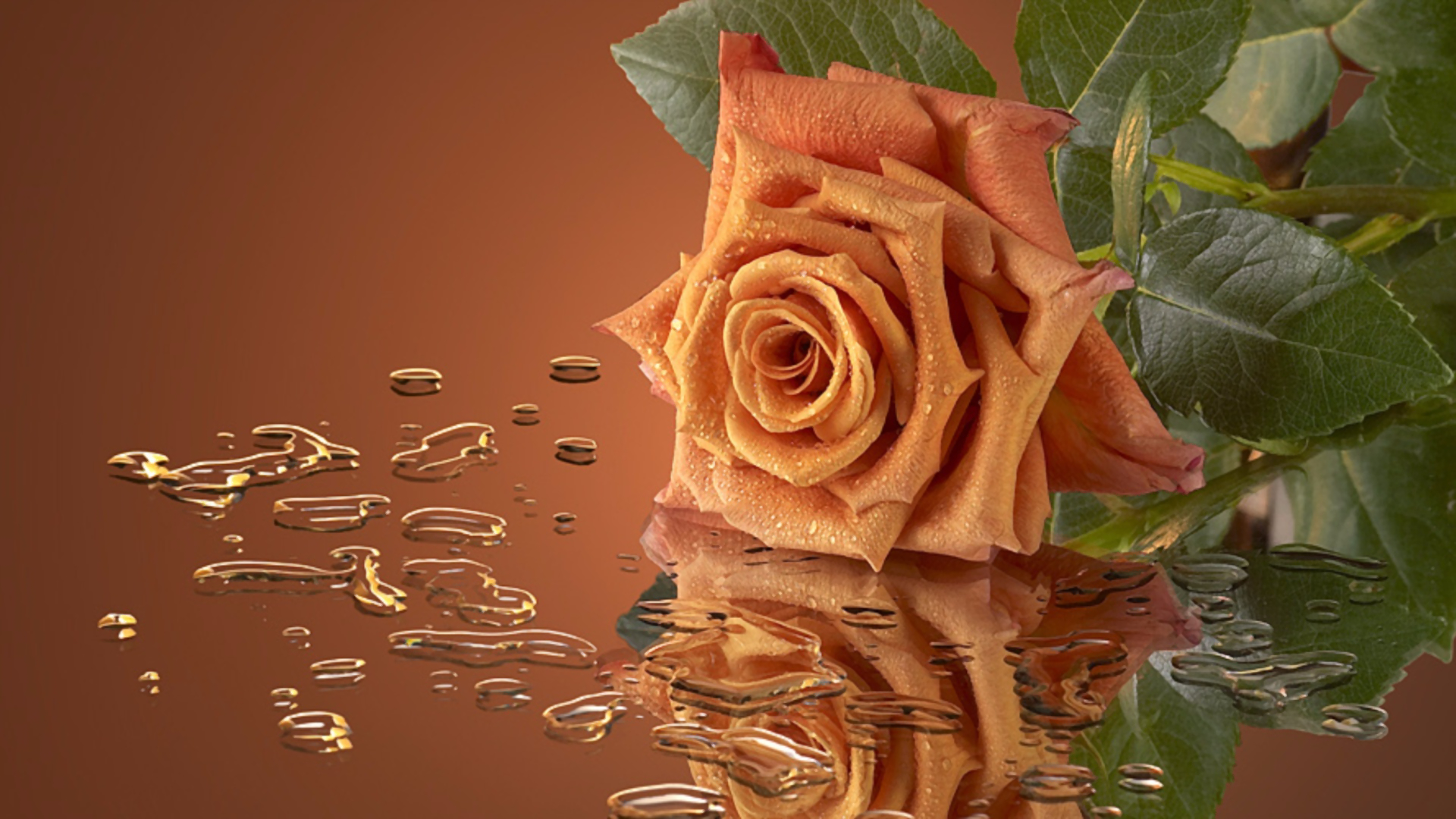 Download Orange Flower Mirror Water Rose Photography Reflection HD ...