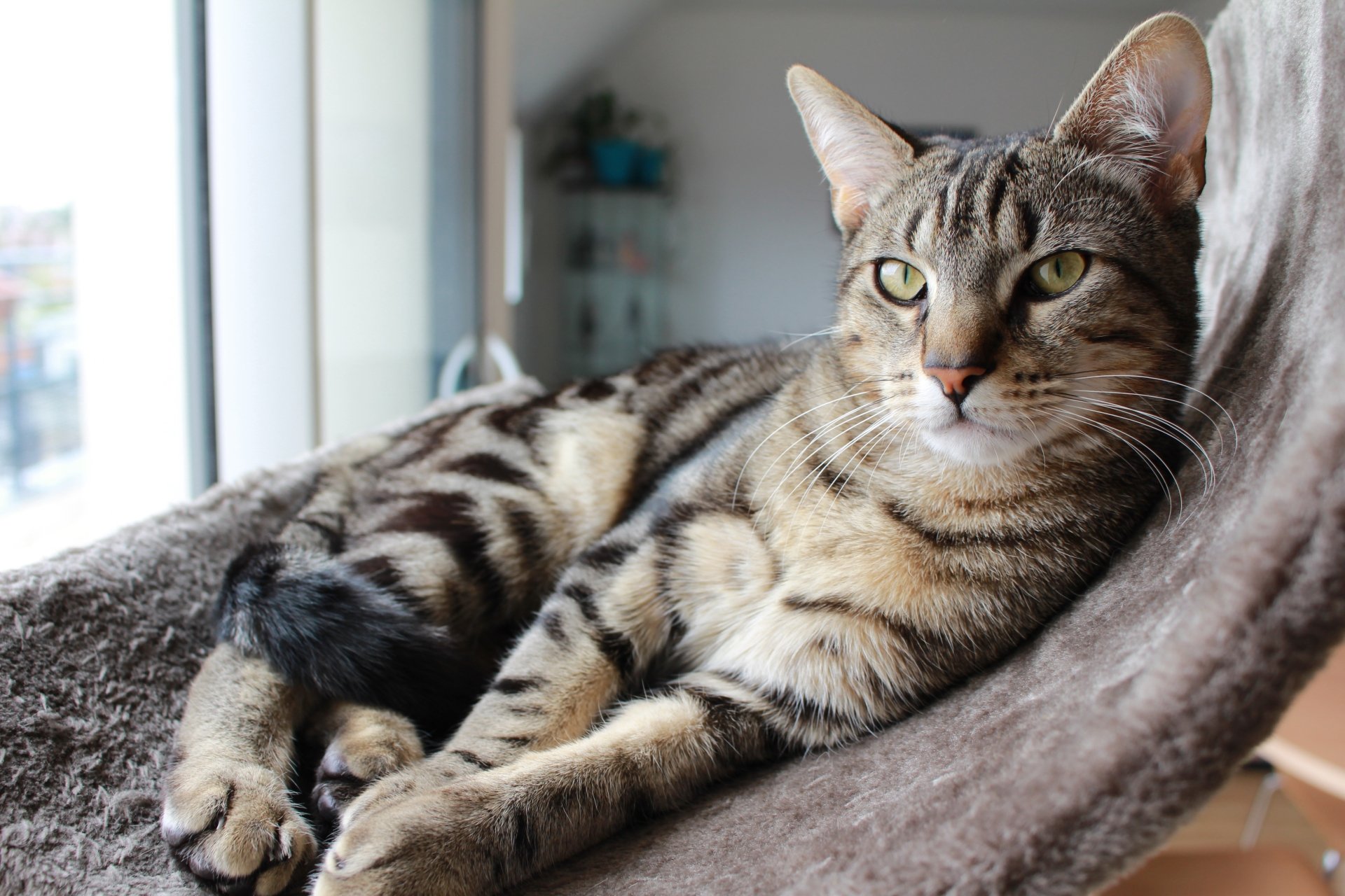 Majestic Tabby Relaxing — 5K Ultra HD Cat Wallpaper by Neko412 ...