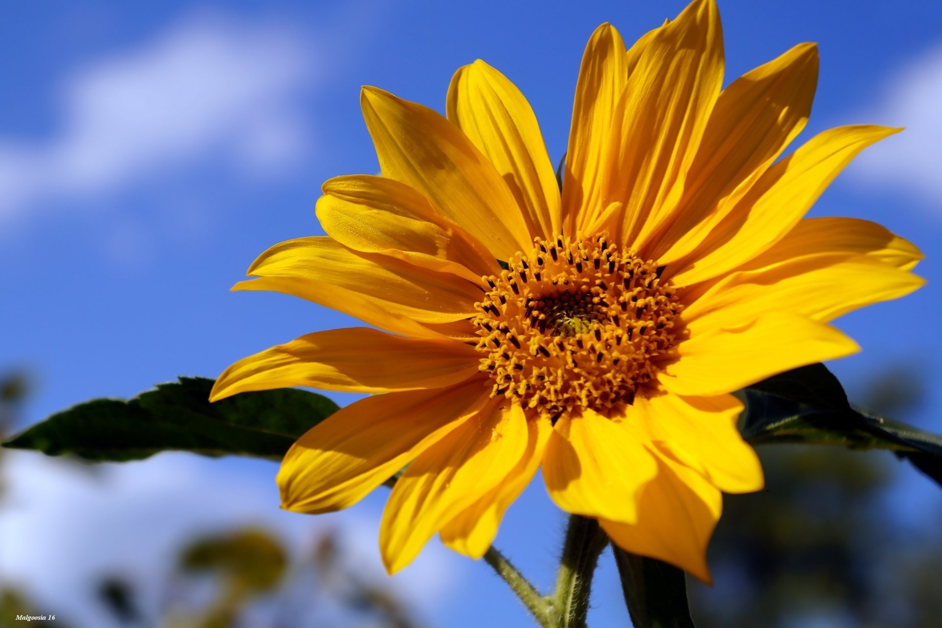 Download Yellow Flower Close-up Flower Nature Sunflower HD Wallpaper ...