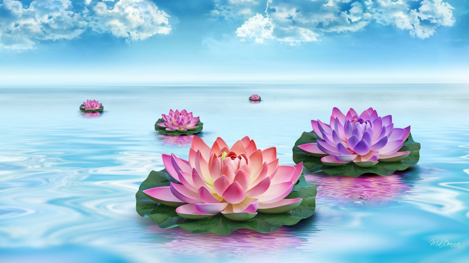 Fantasy Water Lilies: Purple Blooms on a Blue Horizon (HD Wallpaper) by ...