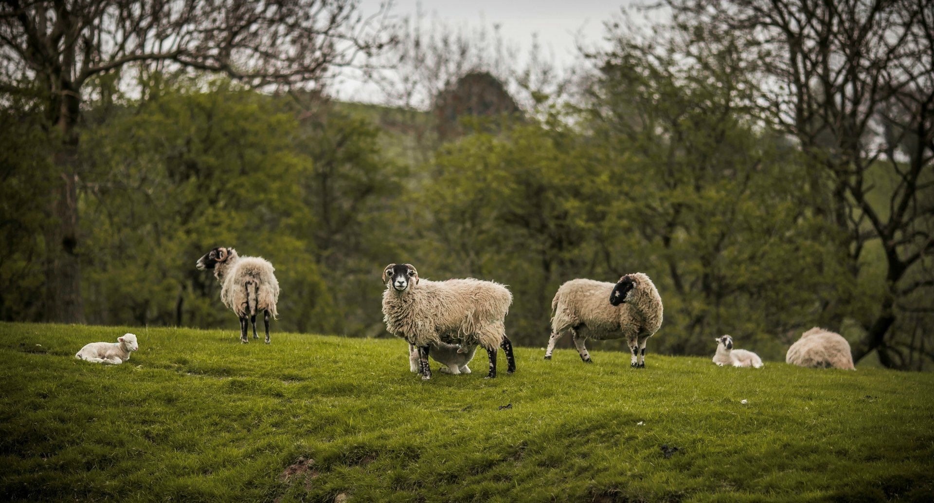 Download Animal Sheep 4k Ultra HD Wallpaper