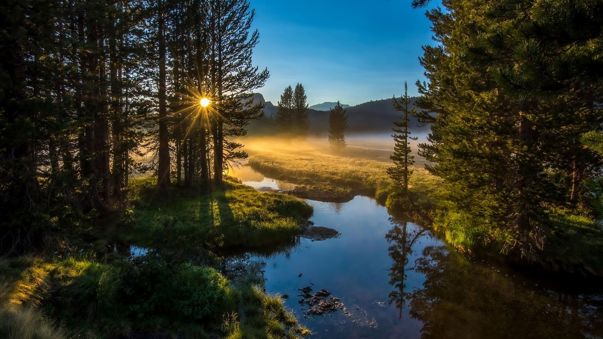 Download Tree Forest Nature Landscape HD Wallpaper