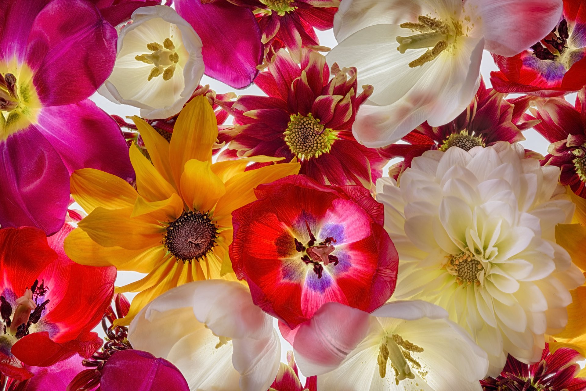 Download Colorful Colors Nature Flower HD Wallpaper