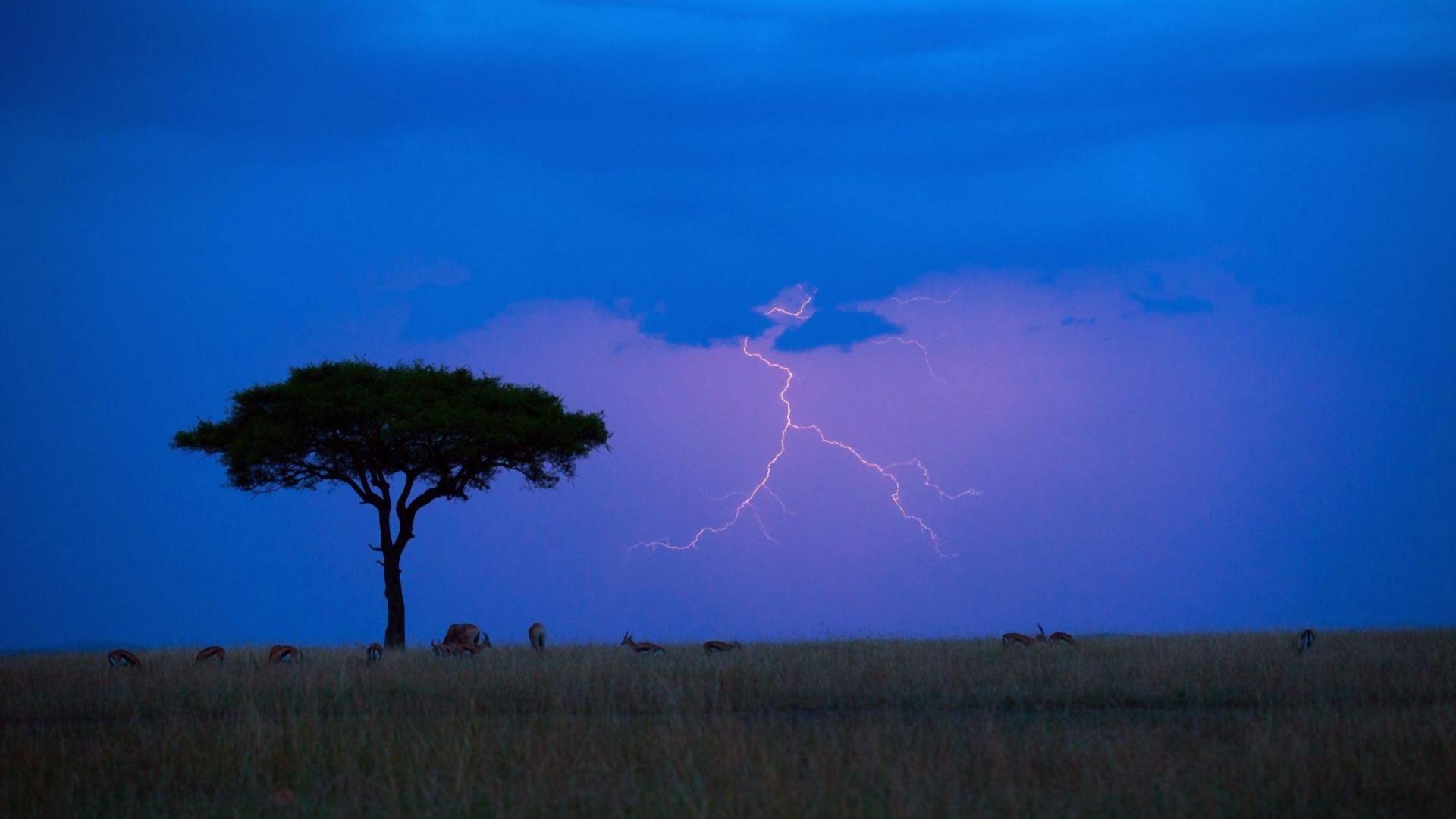 Download Africa Field Tree Lightning Nature Sky HD Wallpaper