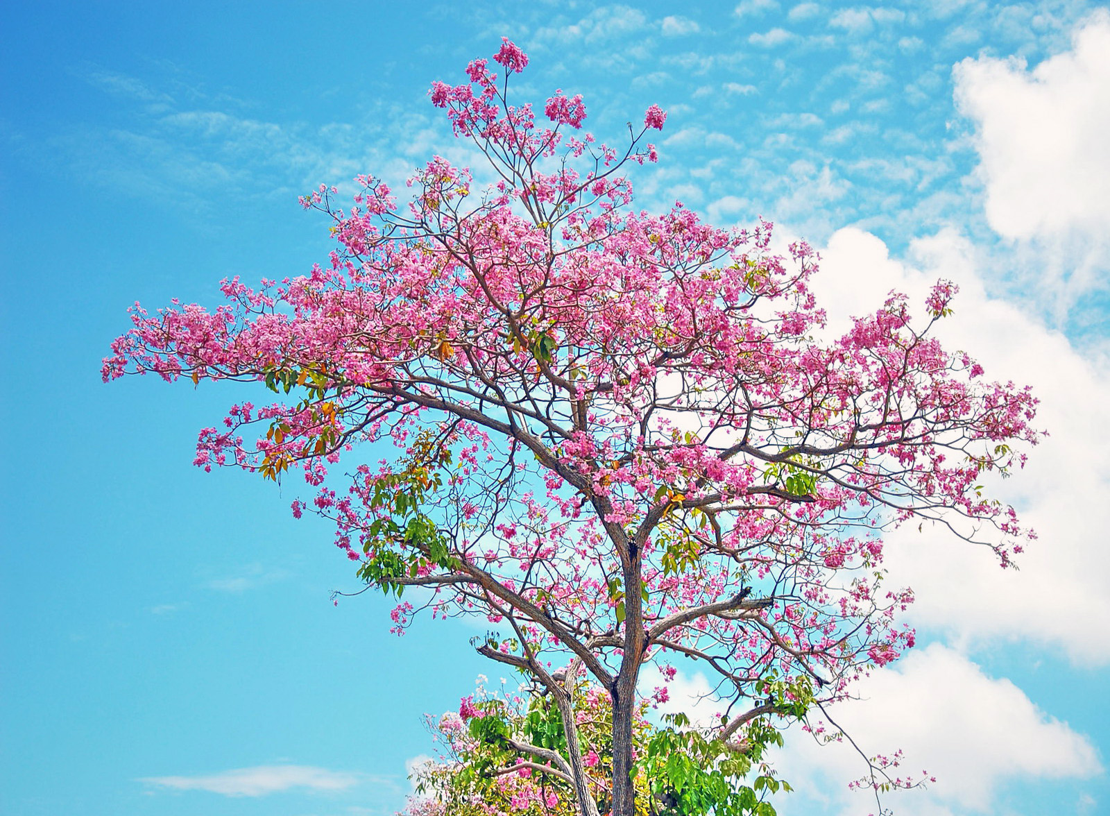 Download Spring Blossom Pink Nature Tree Wallpaper