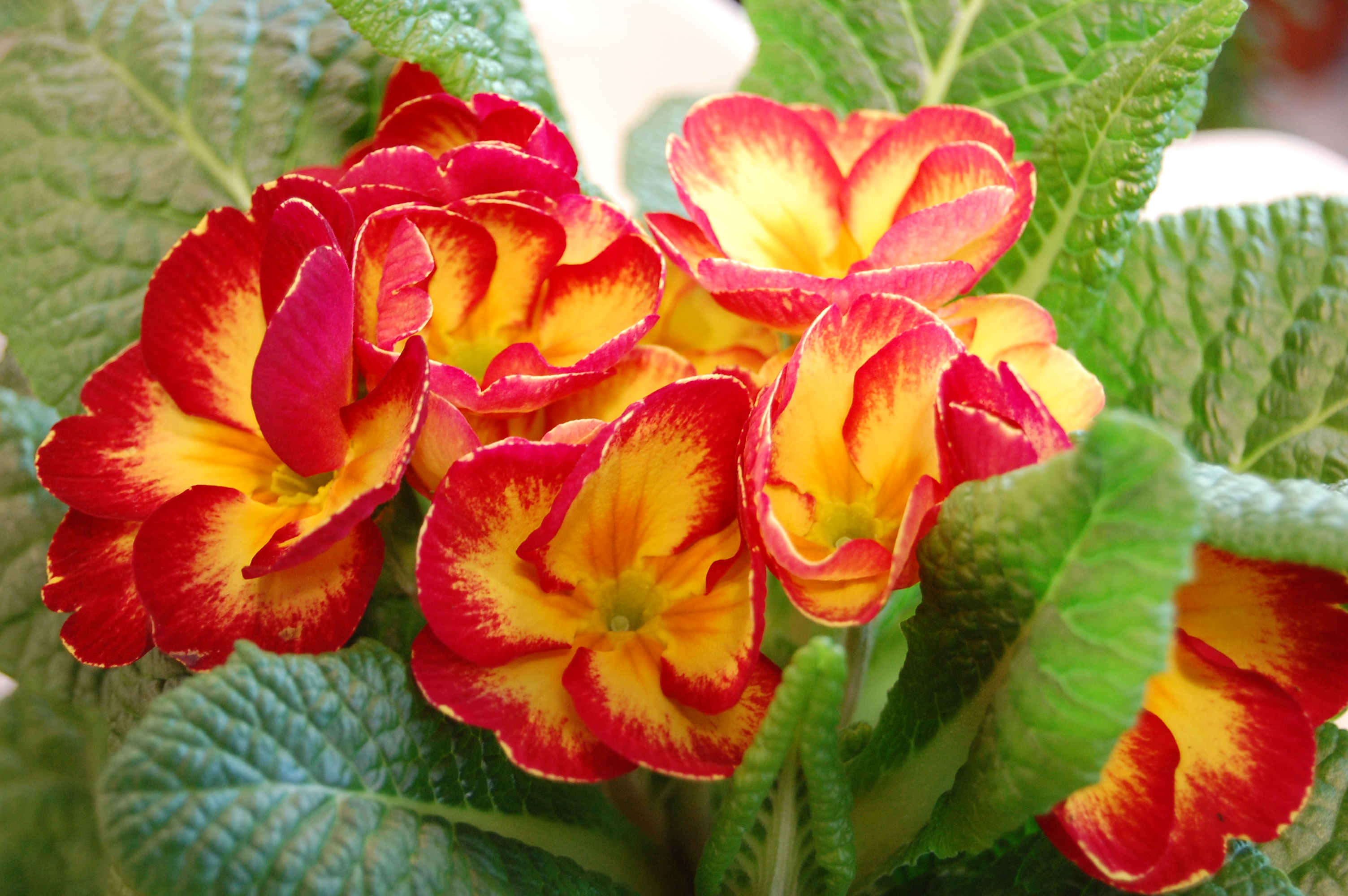 Download Nature Primula HD Wallpaper