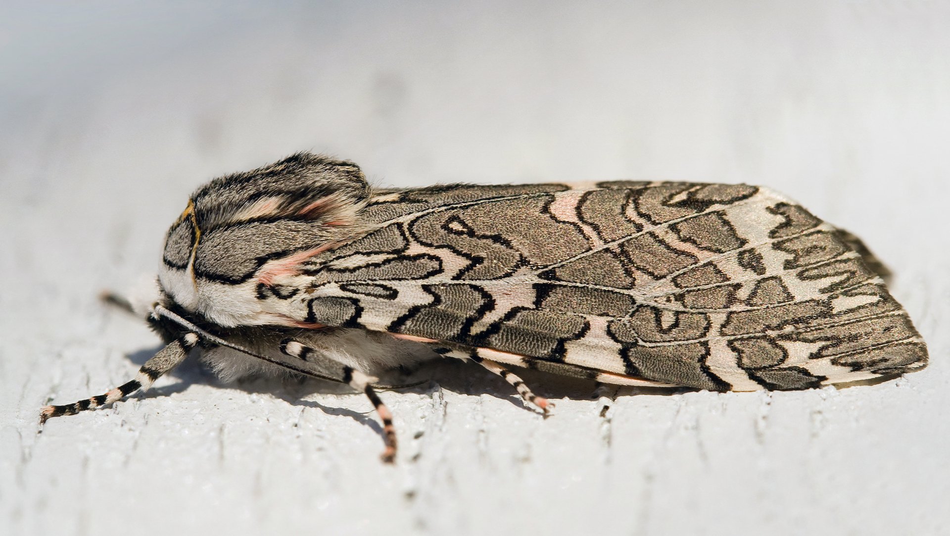 Download Animal Moth HD Wallpaper by Calibas