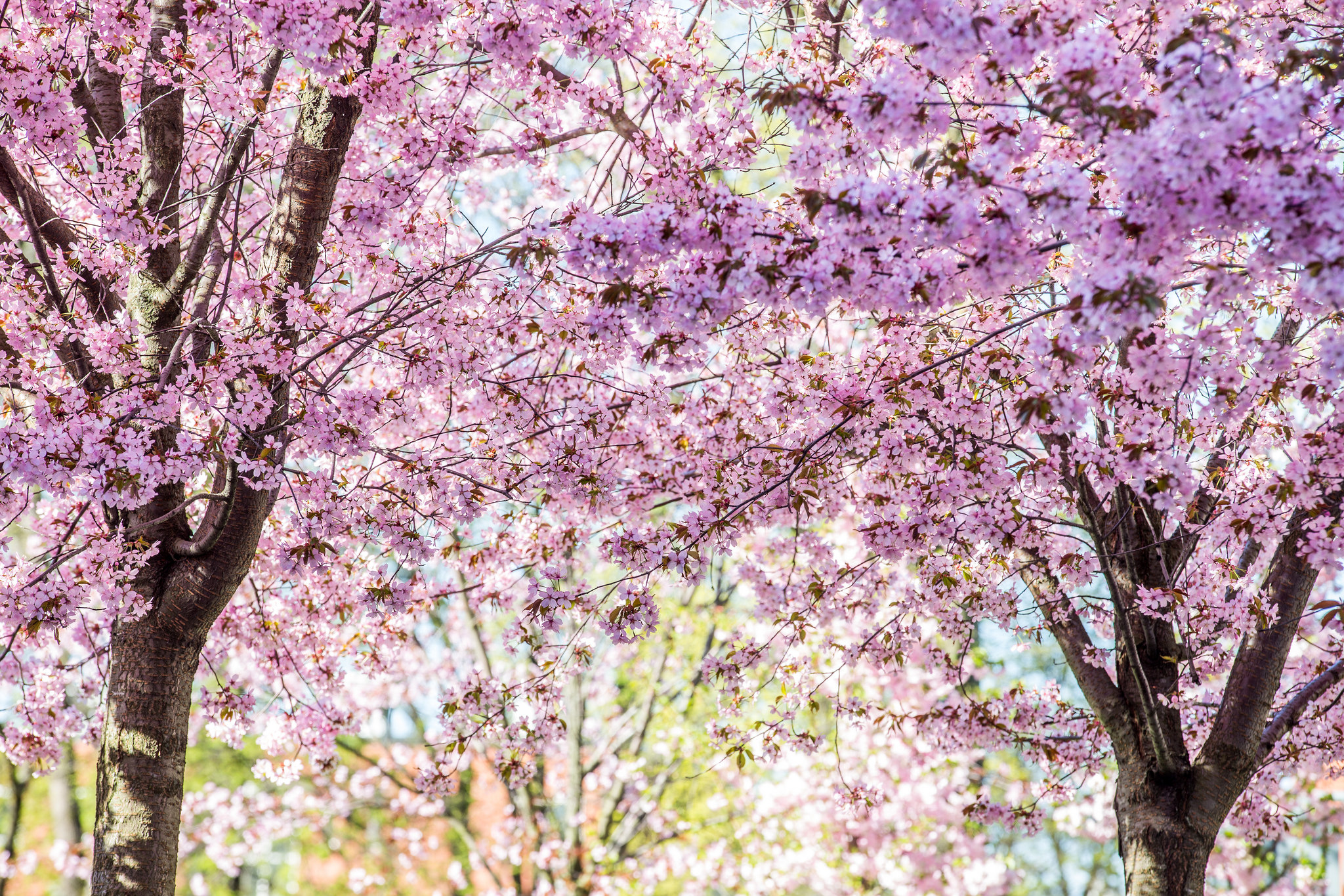 Download Pink Flower Sunny Nature Spring Tree Blossom HD Wallpaper by ...