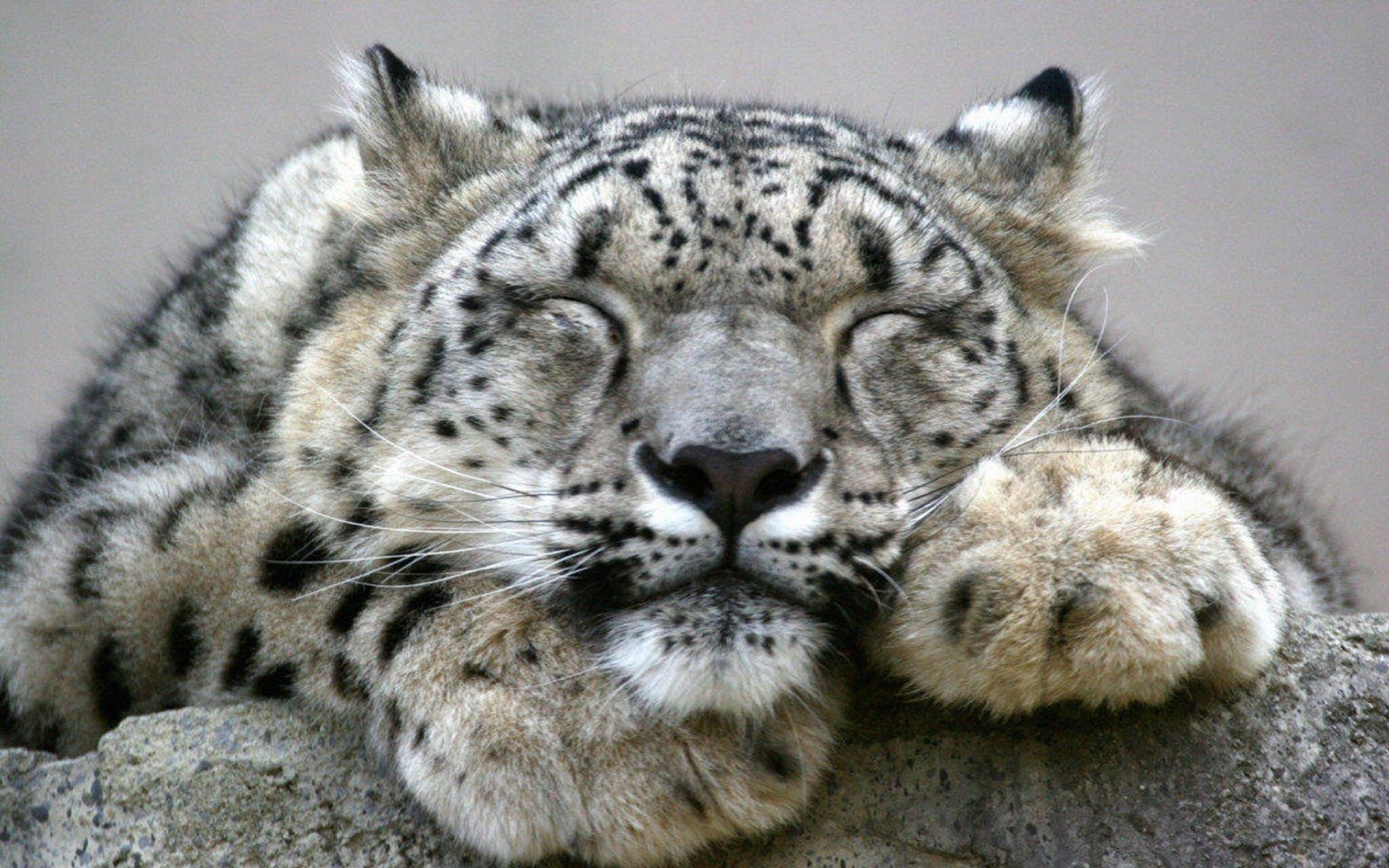 Download Face Sleeping Animal Snow Leopard Wallpaper