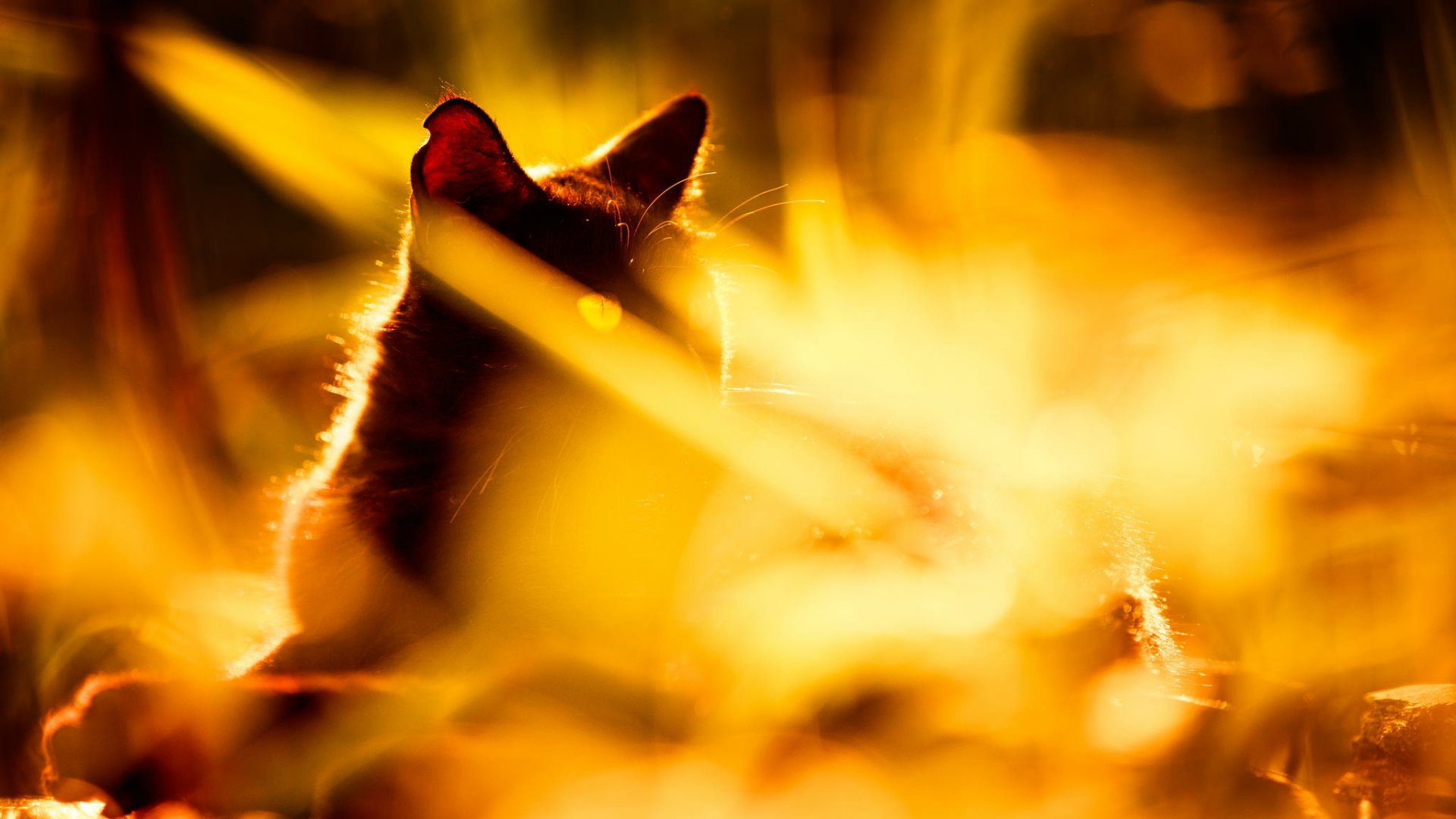 Sunbeam Glow: Radiant Cat in Golden Light HD Wallpaper | 2048x1152 ...