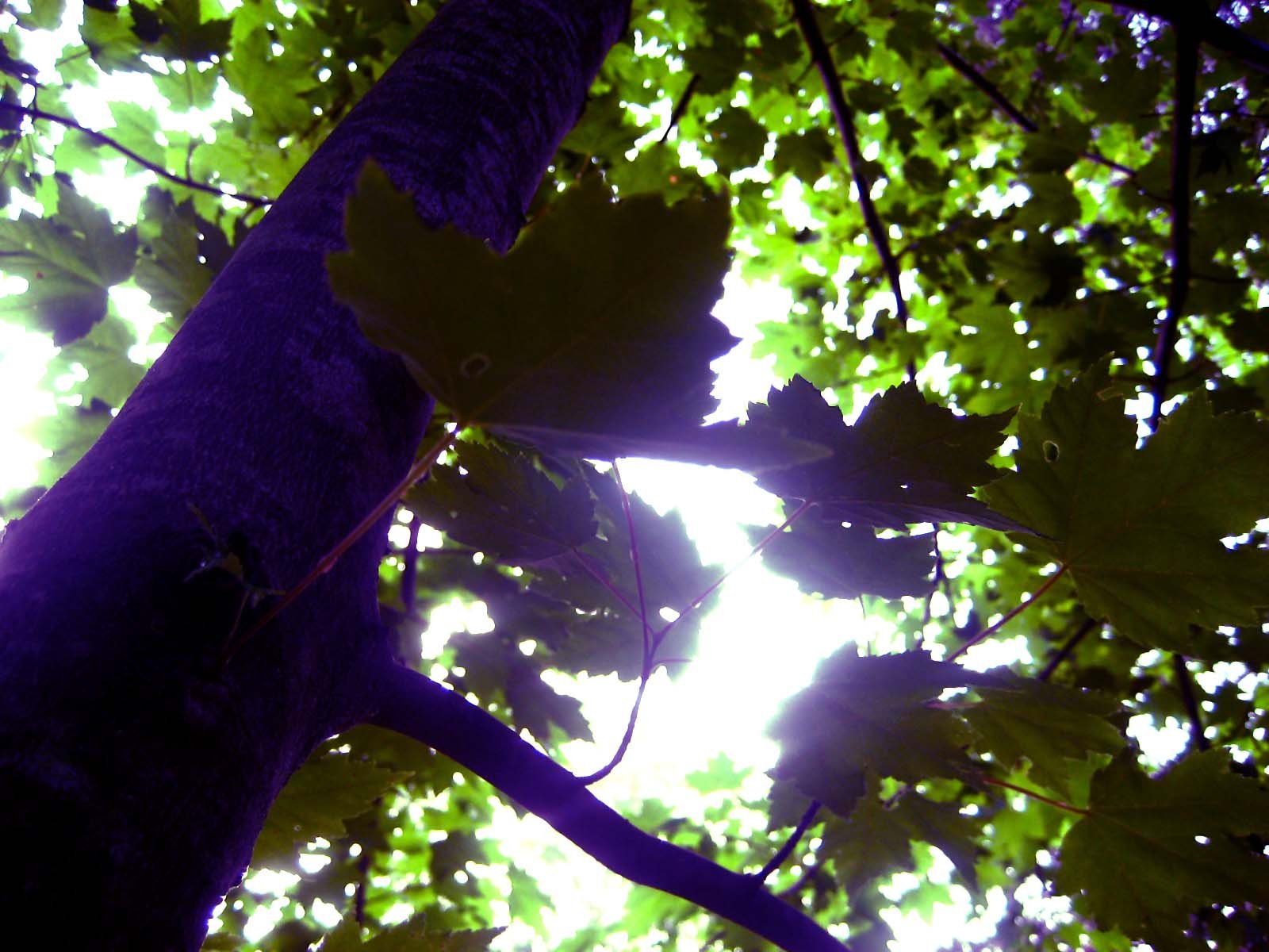 HD Nature Close-Up: Forest Leaves and Trees in Vibrant Detail