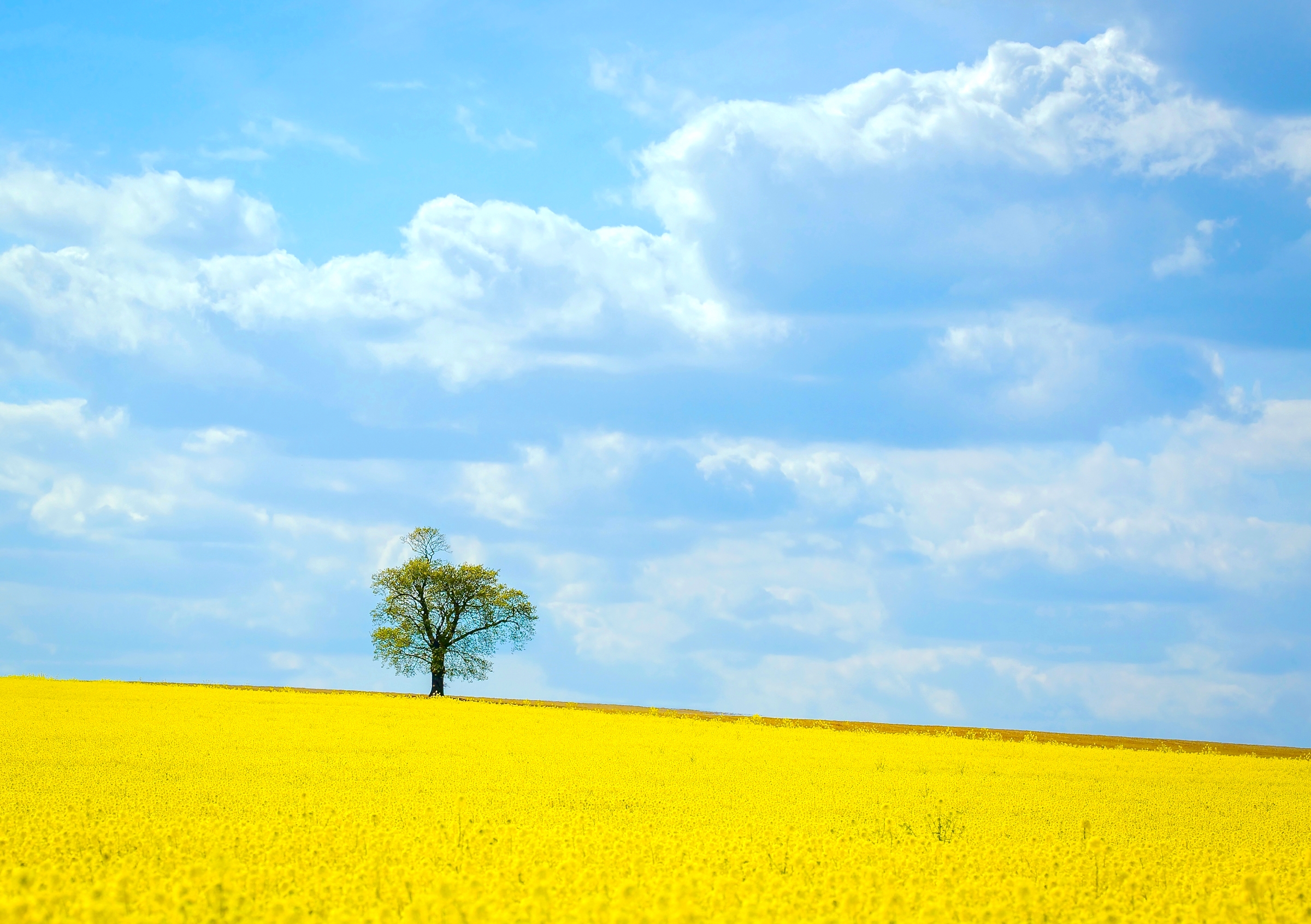 Download Spring Cloud Sky Yellow Flower Lonely Tree Tree Nature Field ...