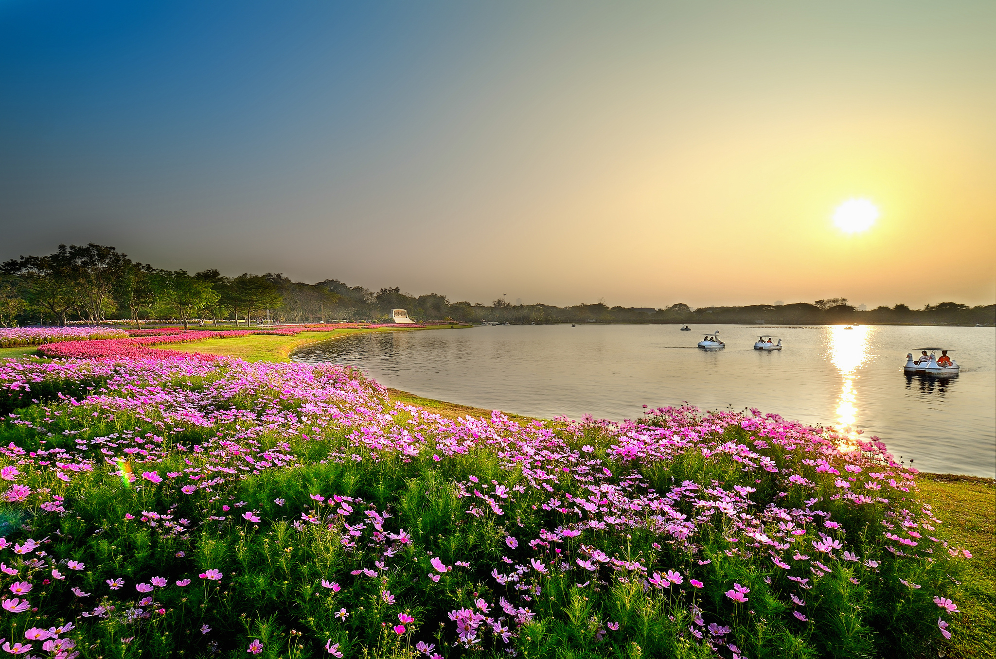 Download Sun Pink Flower Flower Earth Photography Lake HD Wallpaper