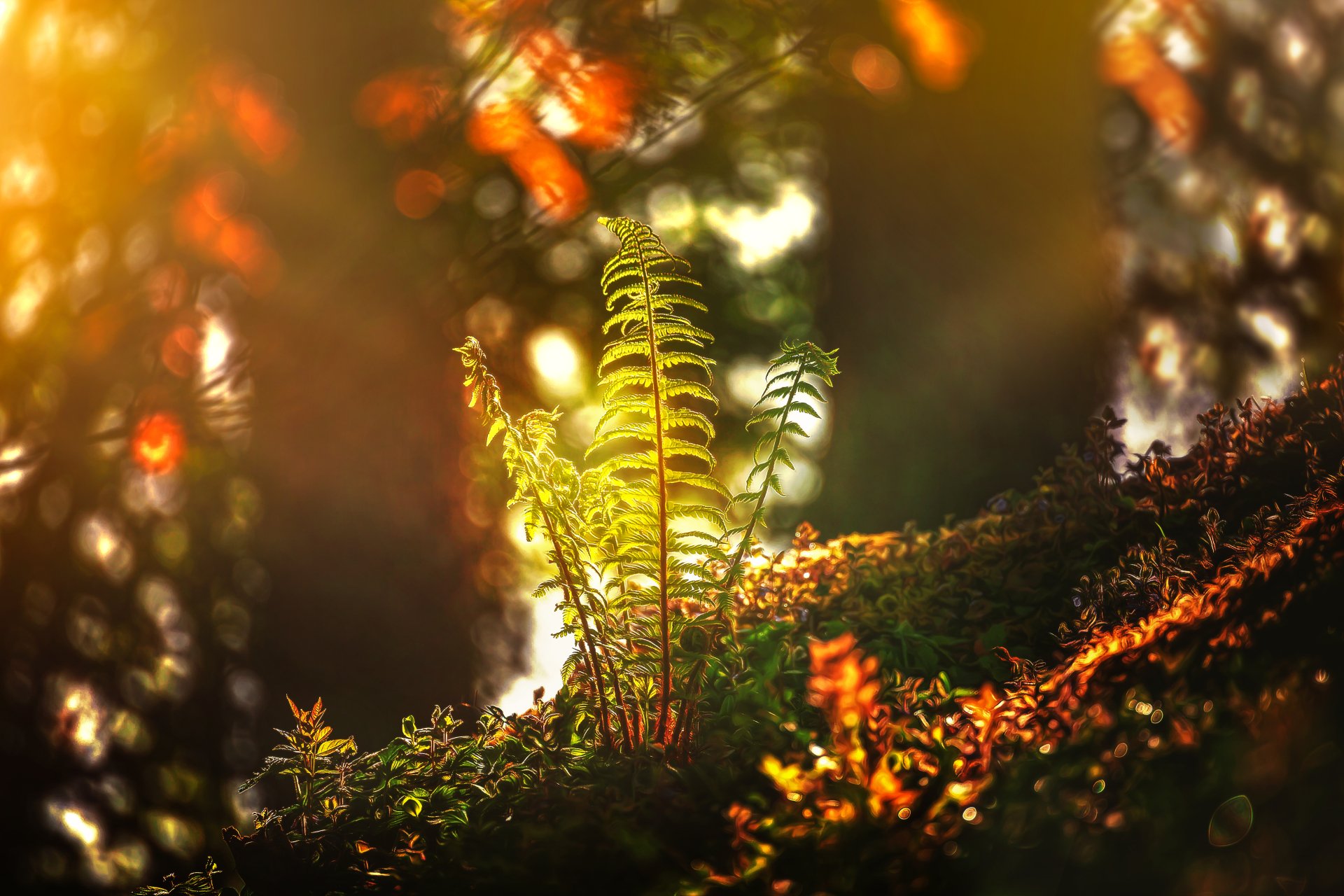 Download Sunny Bokeh Nature Fern 4k Ultra HD Wallpaper by Chris Frank