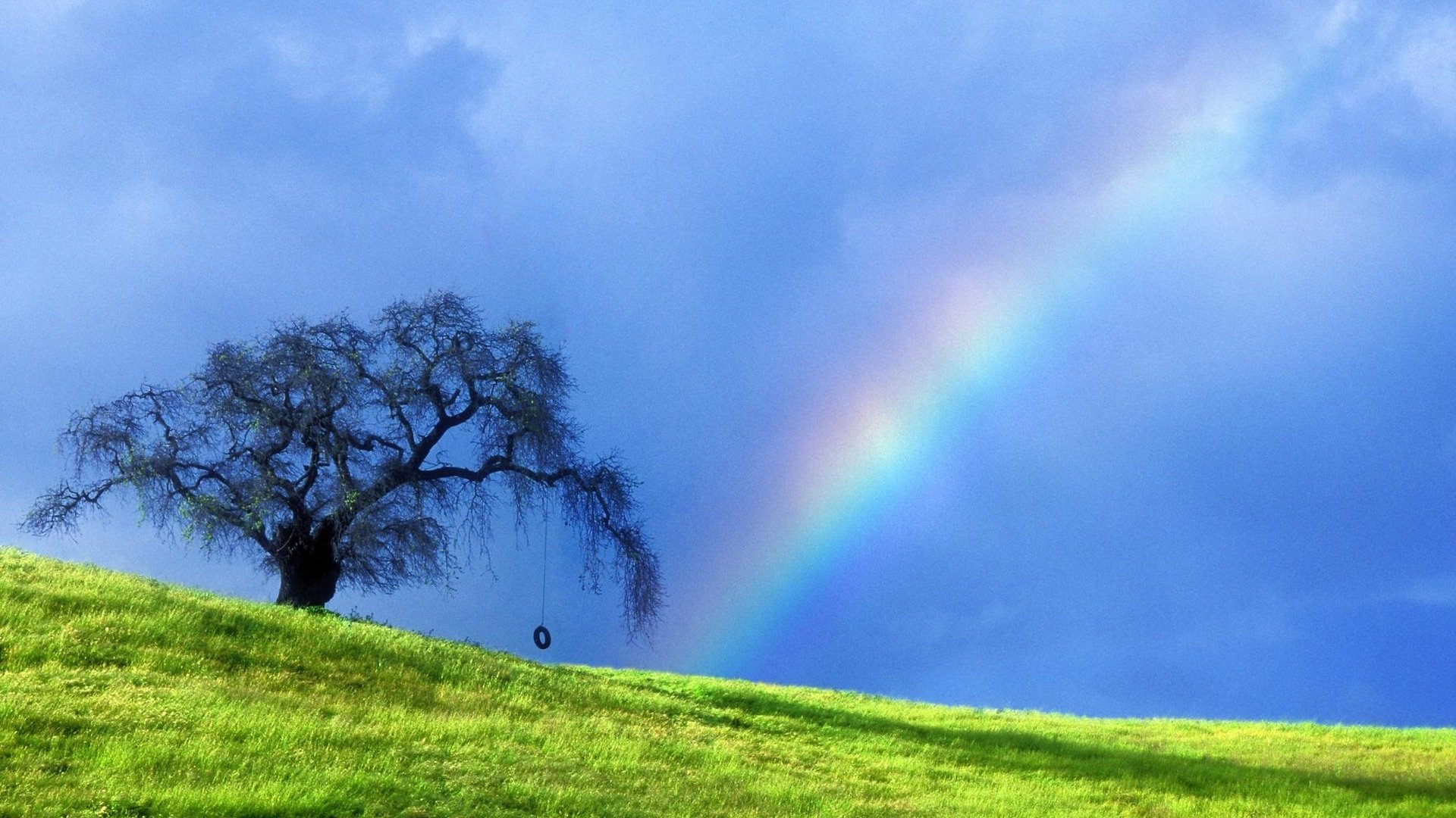 Download Tree Grass Field Nature Rainbow HD Wallpaper