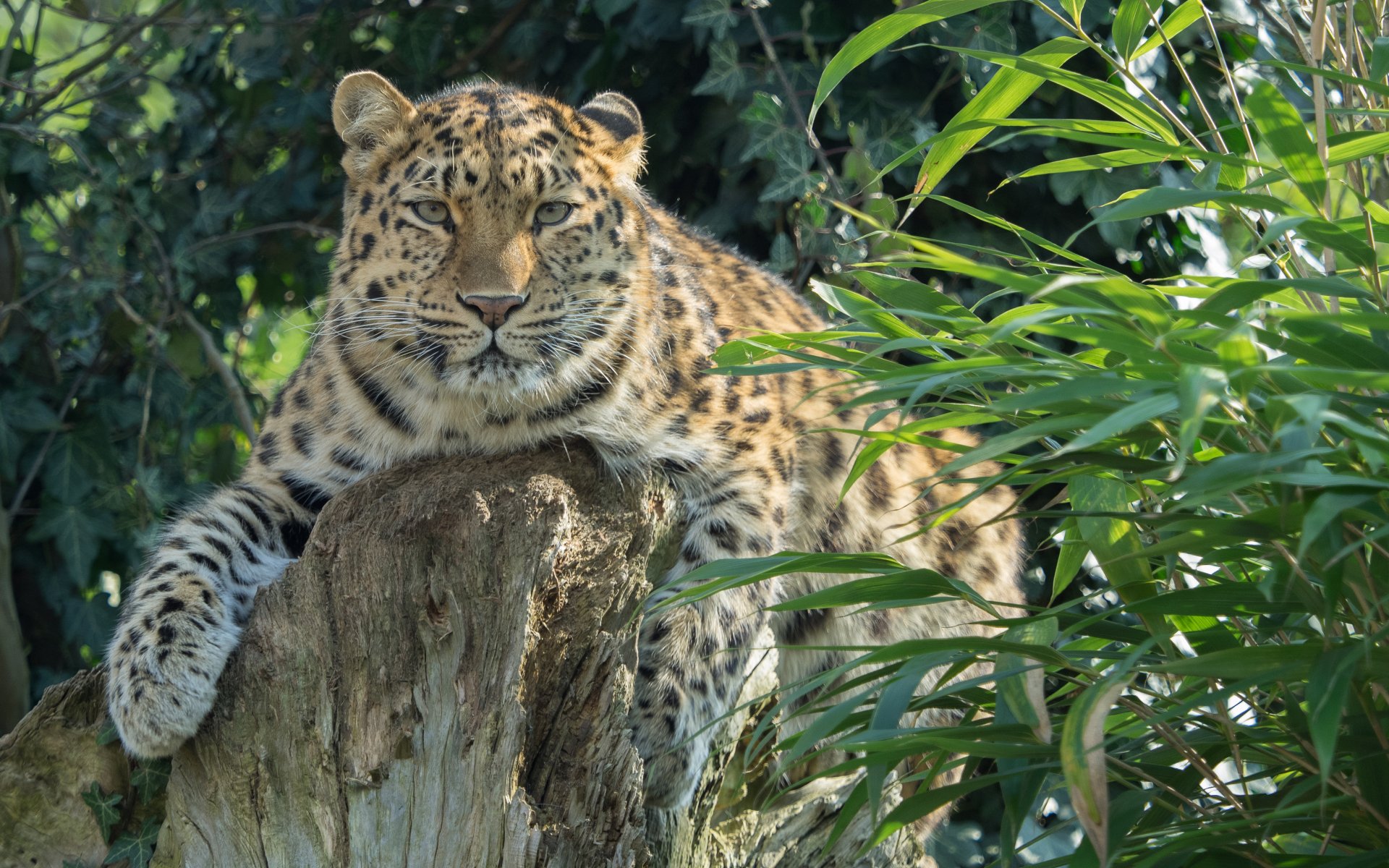 Majestic Leopard in 4K Ultra HD Wallpaper by William Warby