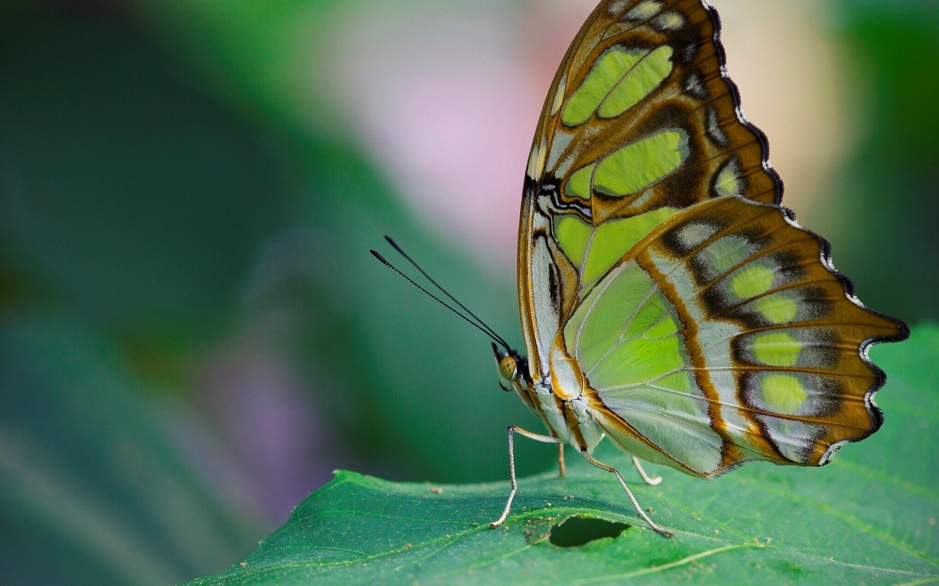 Download Leaf Green Animal Butterfly HD Wallpaper