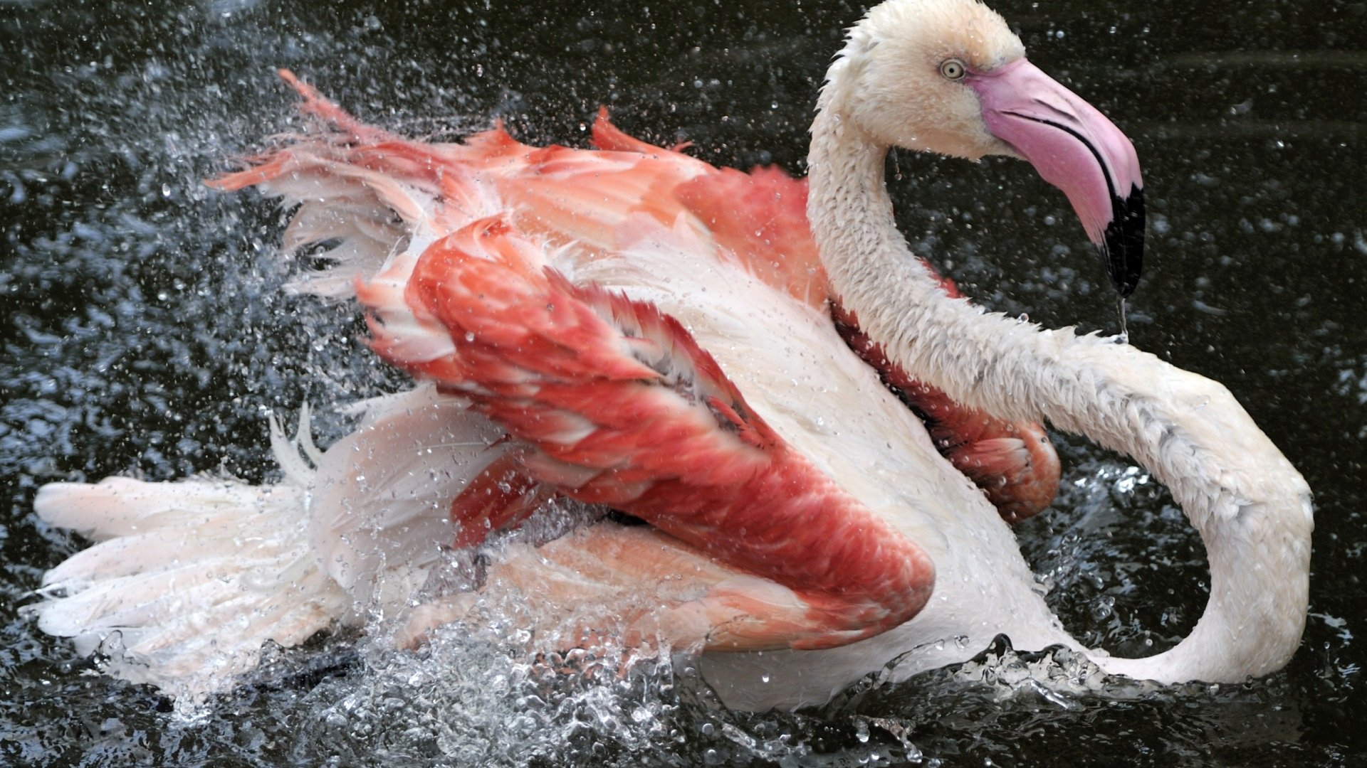 Majestic Flamingo Splash – HD Animal Bird Wallpaper