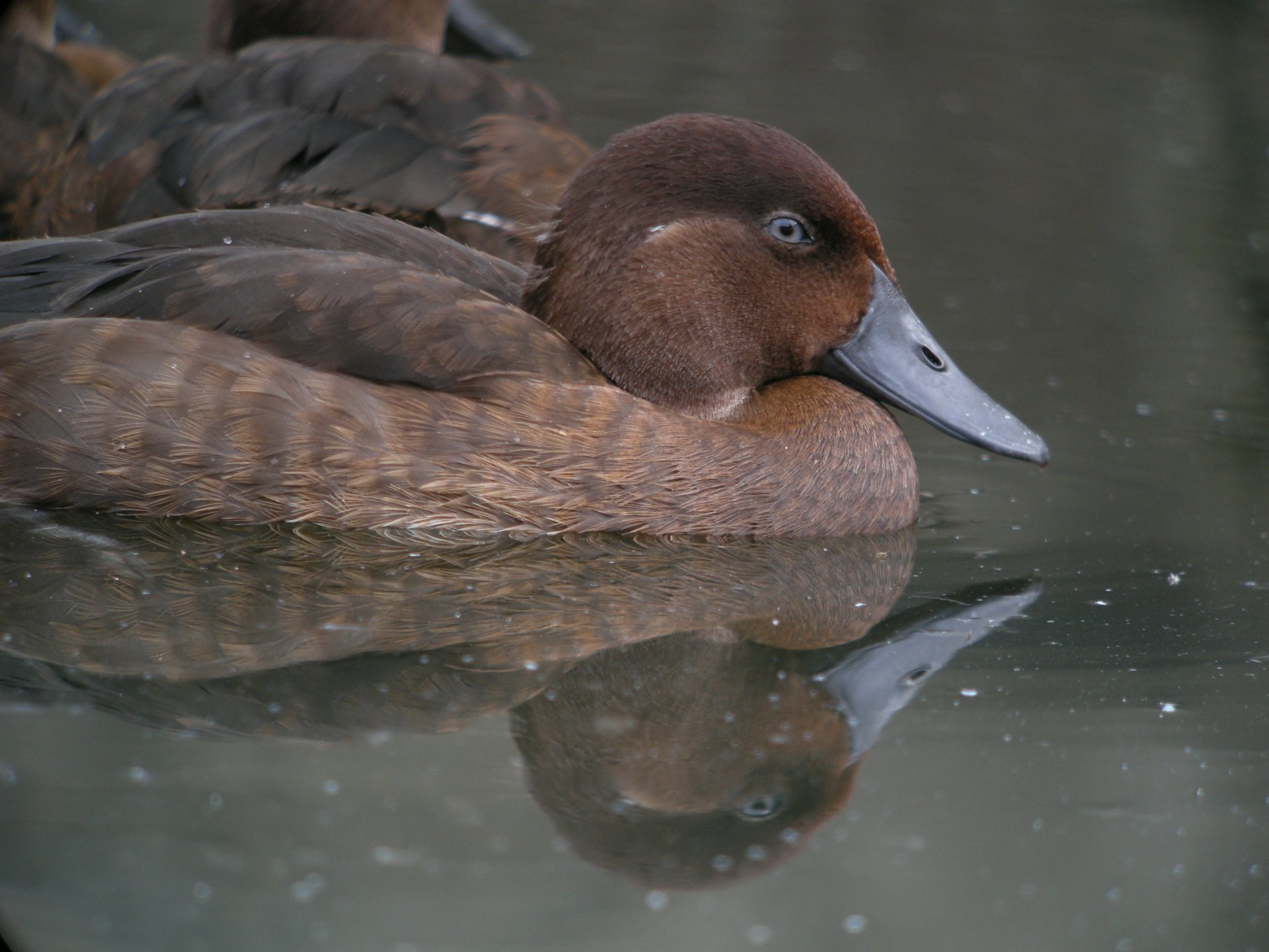 Download Animal Duck 4k Ultra HD Wallpaper | 4000x3000 | Wallpaper Abyss