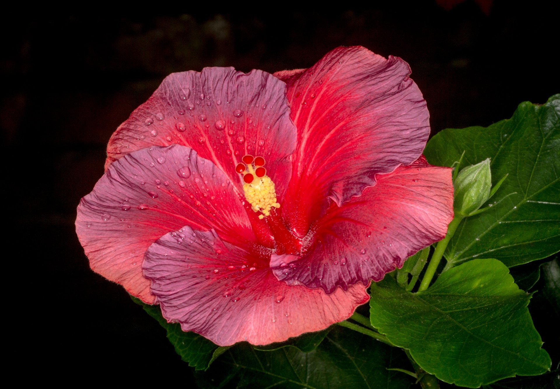 Tropical Red Hibiscus