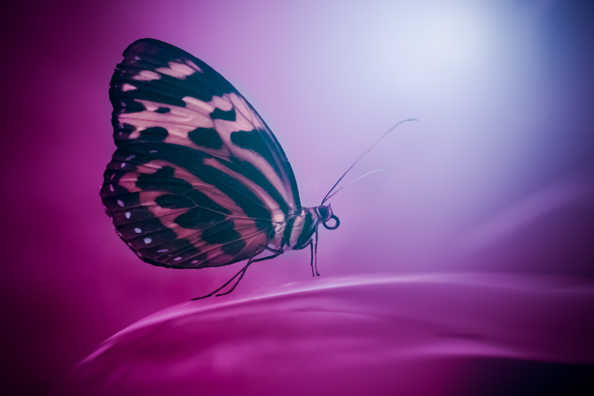 Download Purple Insect Animal Butterfly HD Wallpaper