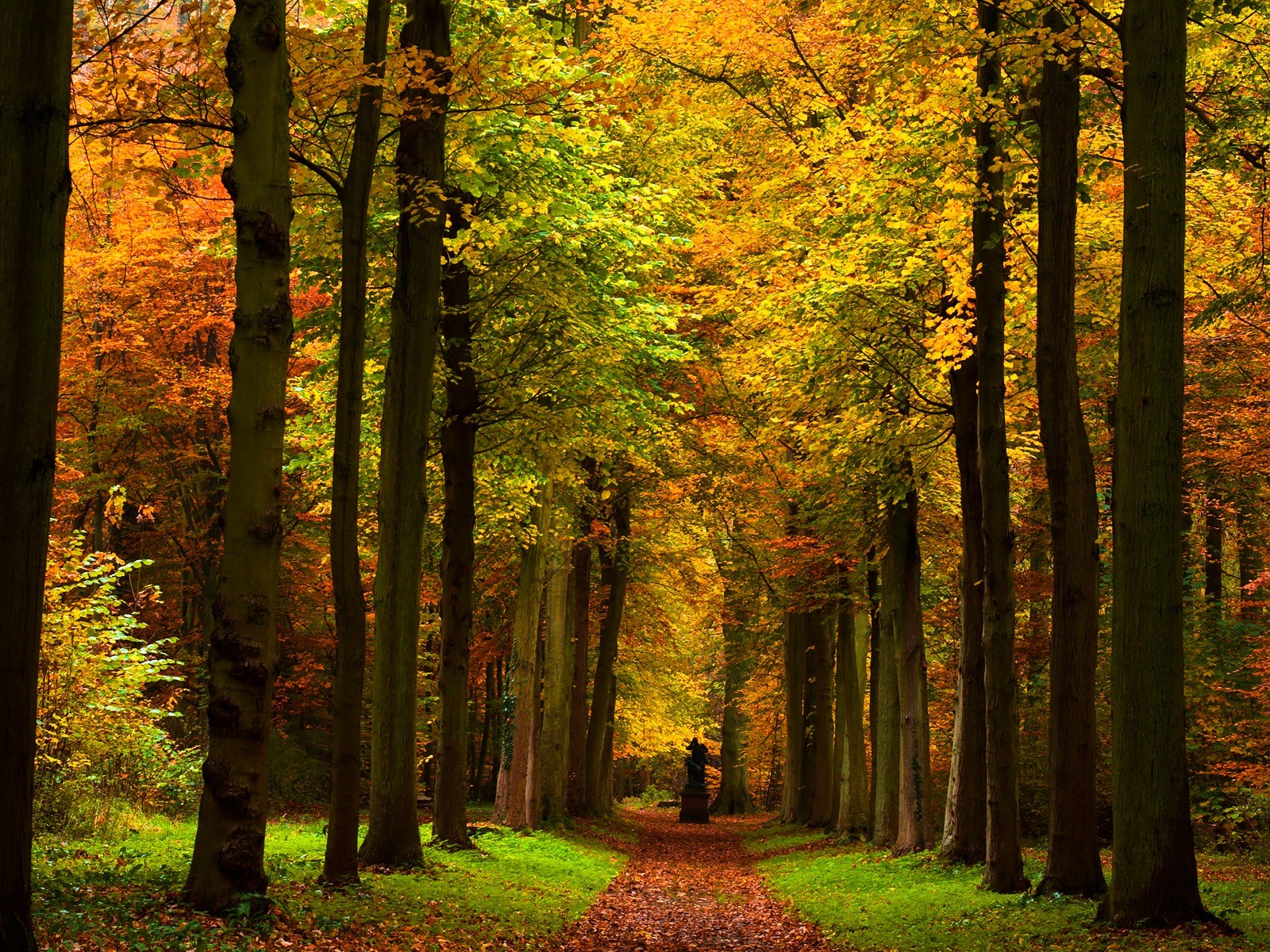 Download Tree Fall Forest Man Made Path Wallpaper