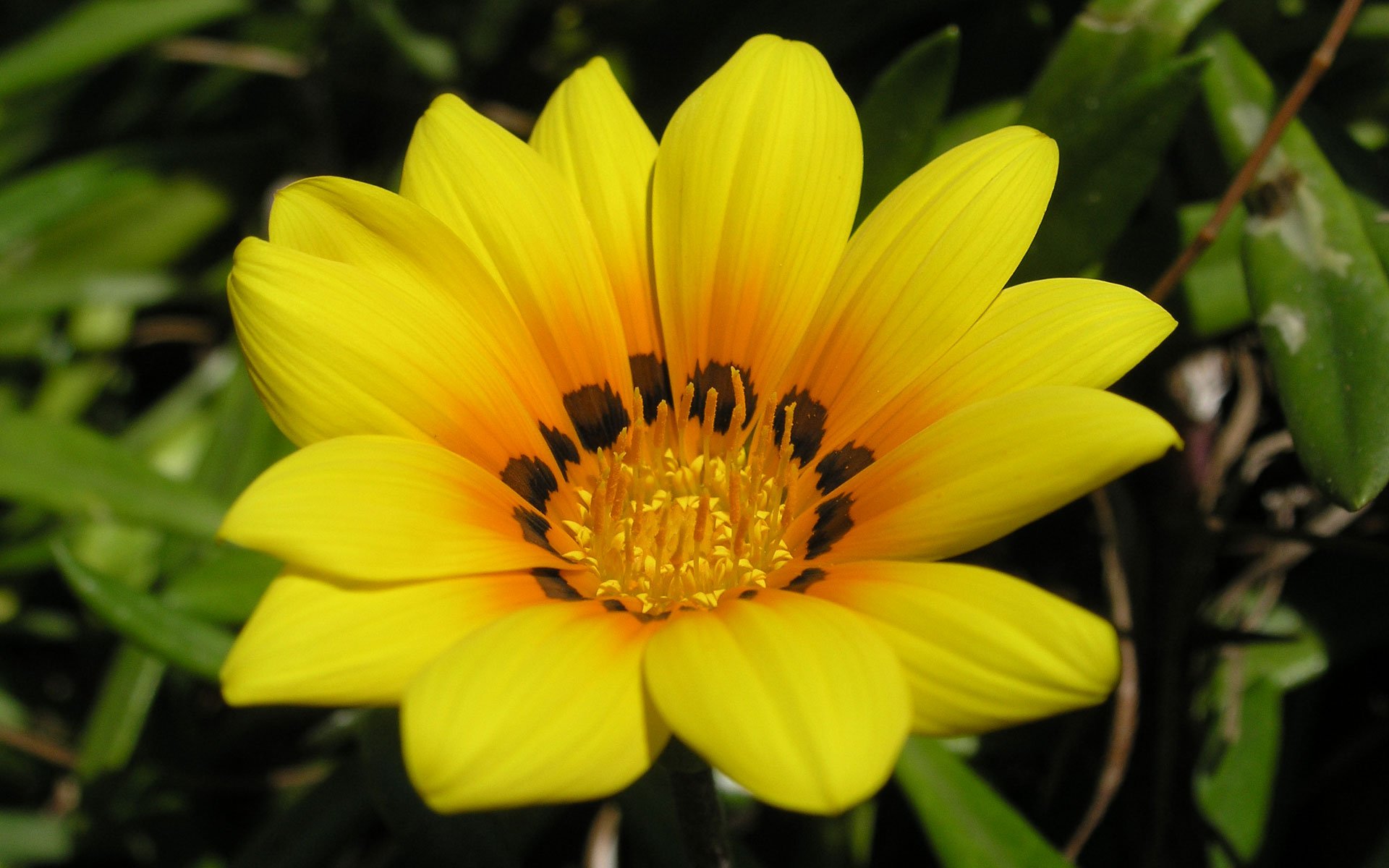 Vibrant Yellow Blossom: HD Nature Flower Wallpaper | 1920x1200 ...