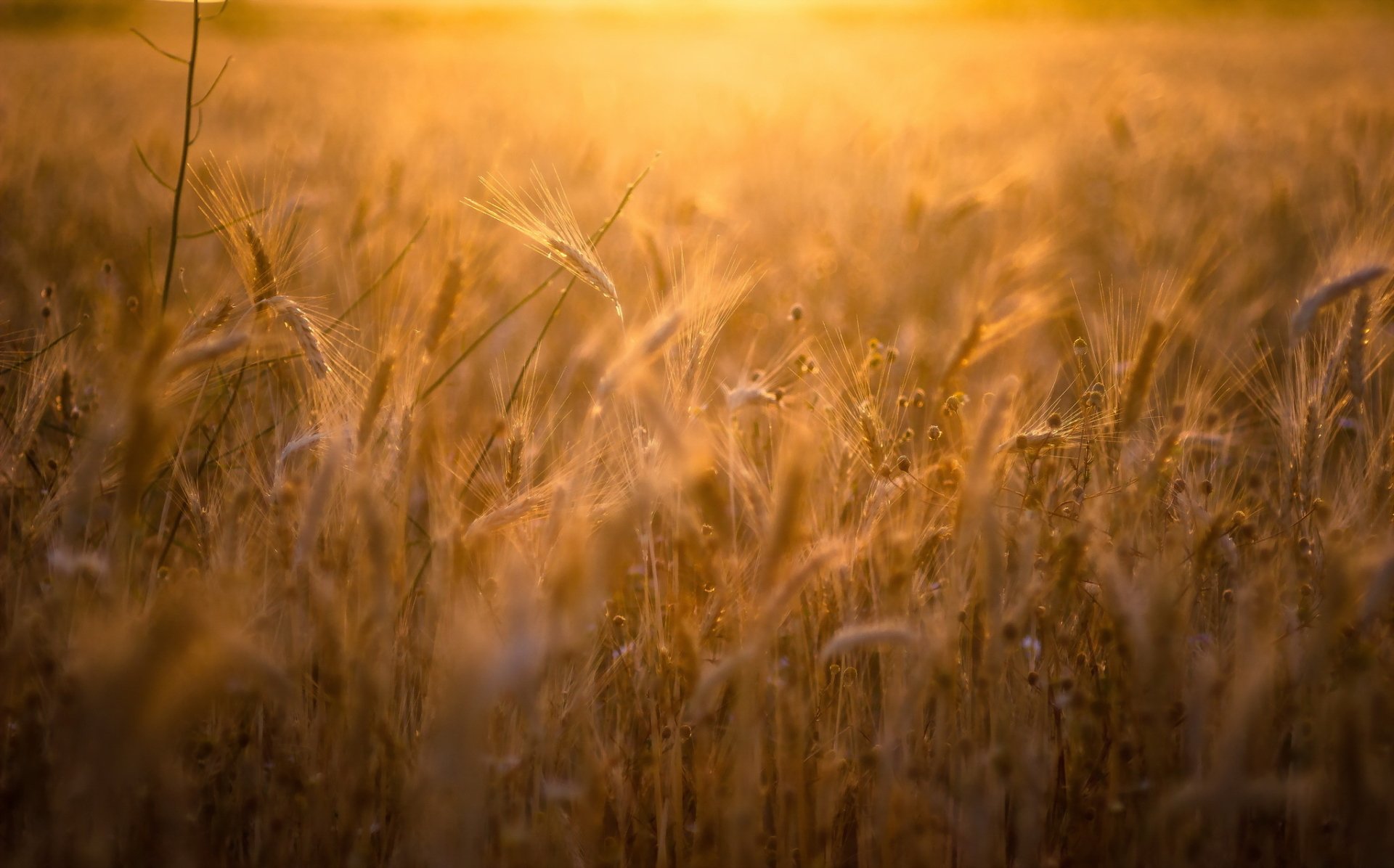 Download Sunny Field Summer Nature Wheat HD Wallpaper