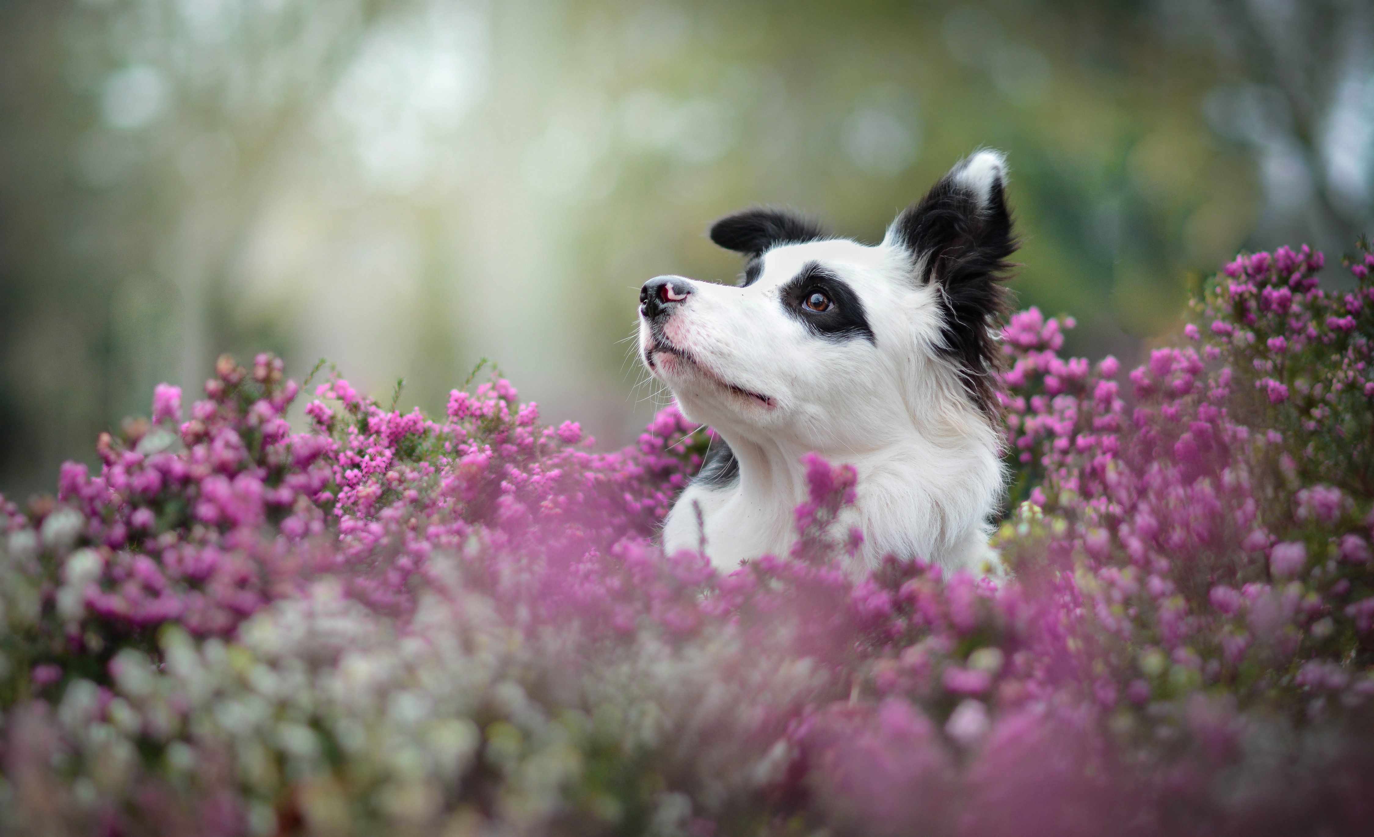 Download Blur Flower Dog Animal Border Collie 4k Ultra HD Wallpaper