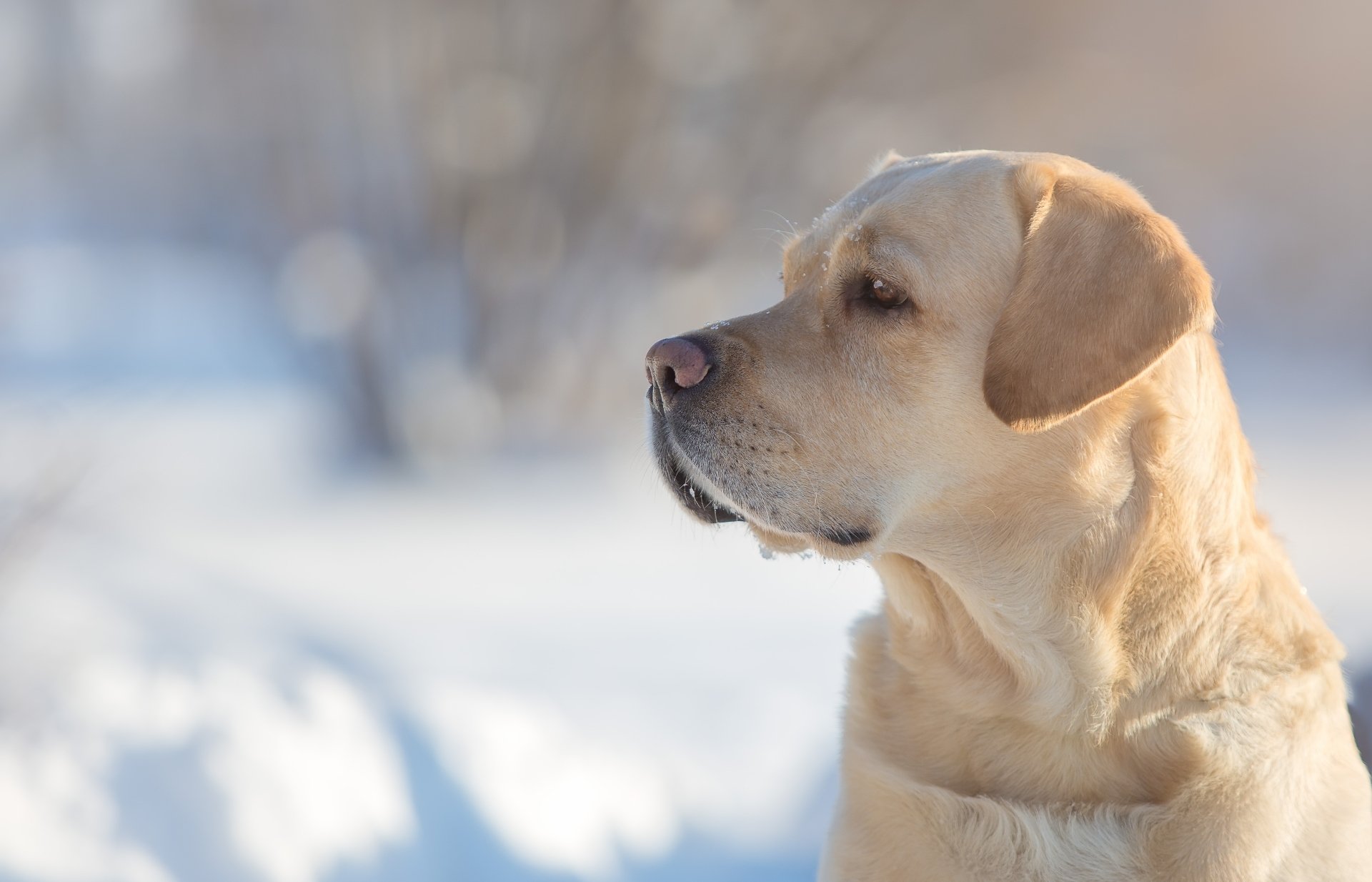 Majestic Golden & Labrador Retriever in Stunning 4K Ultra HD Wallpaper