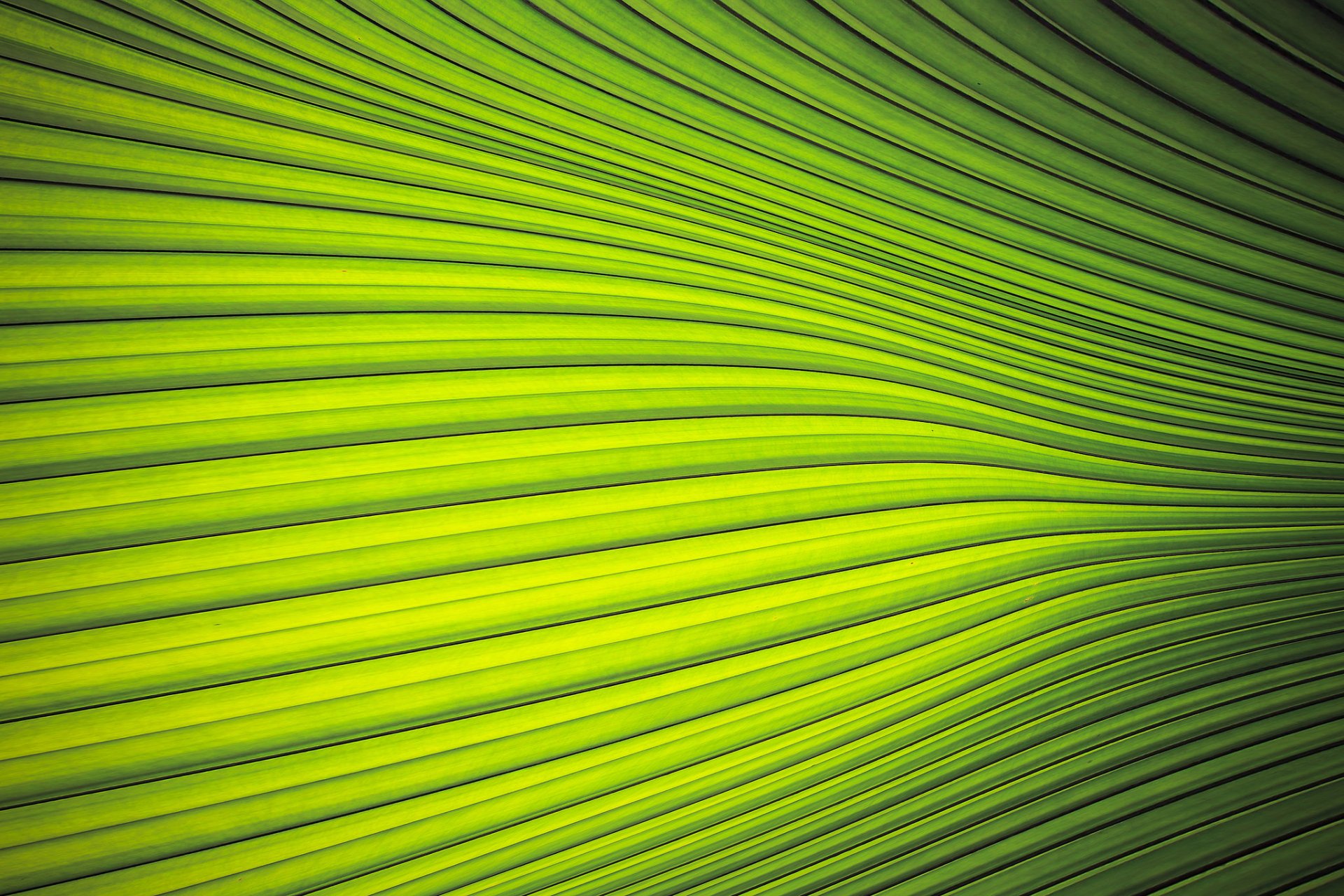 Download Lines Green Macro Nature Leaf HD Wallpaper