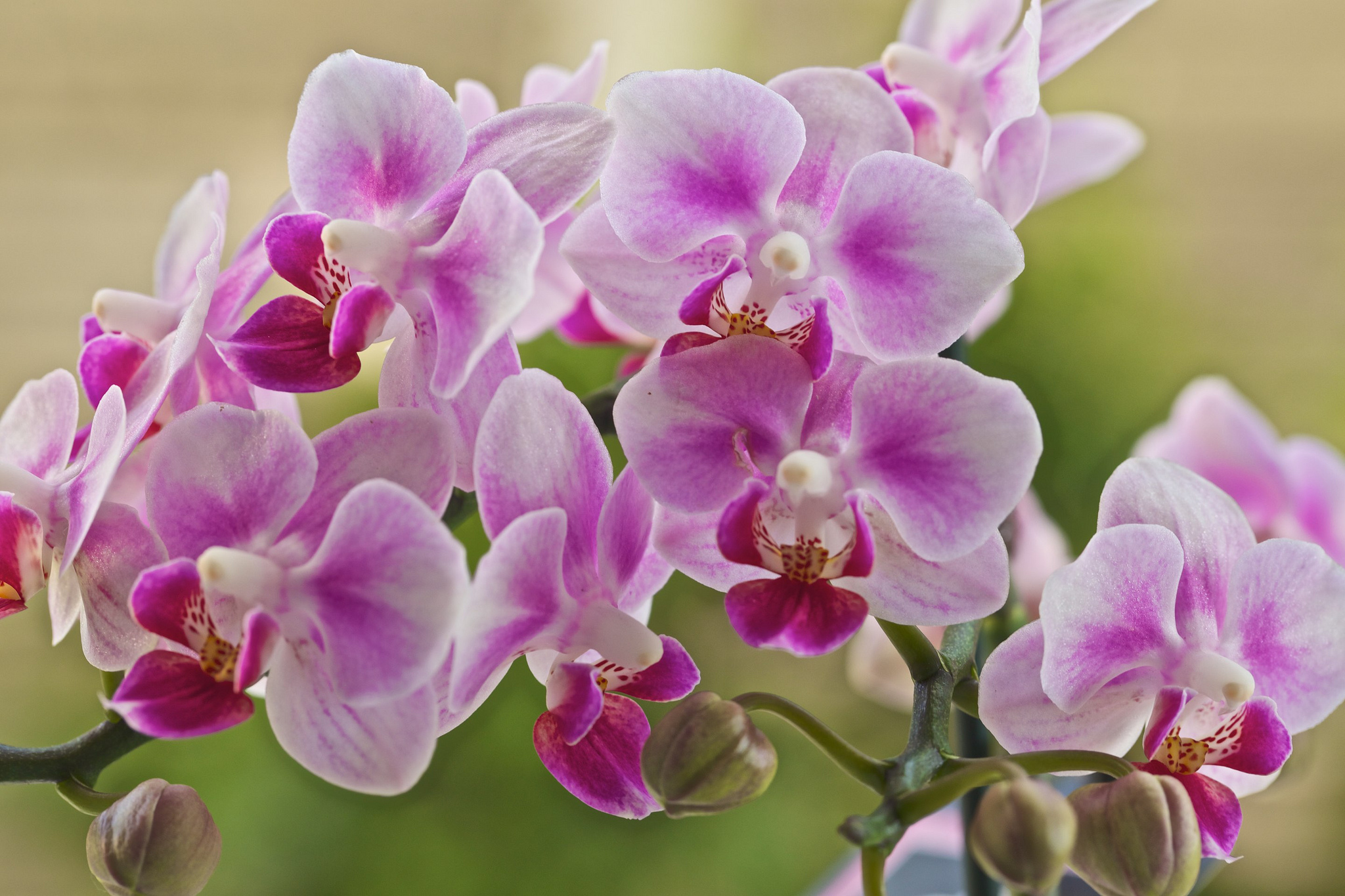 Download Nature Pink Flower Flower Orchid HD Wallpaper