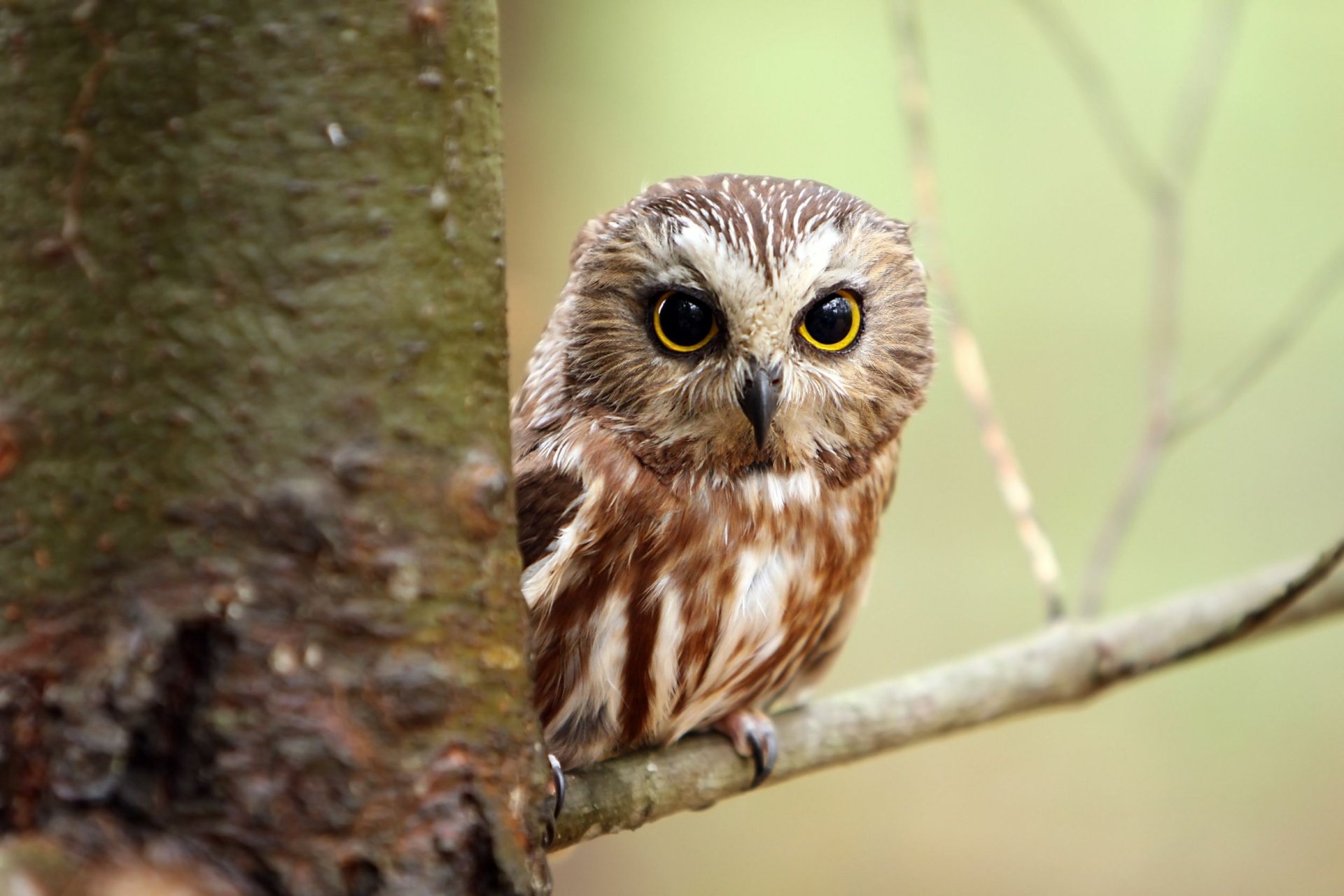 Majestic Owl on a Branch - HD Wallpaper by Megan Lorenz | 2508x1672 ...
