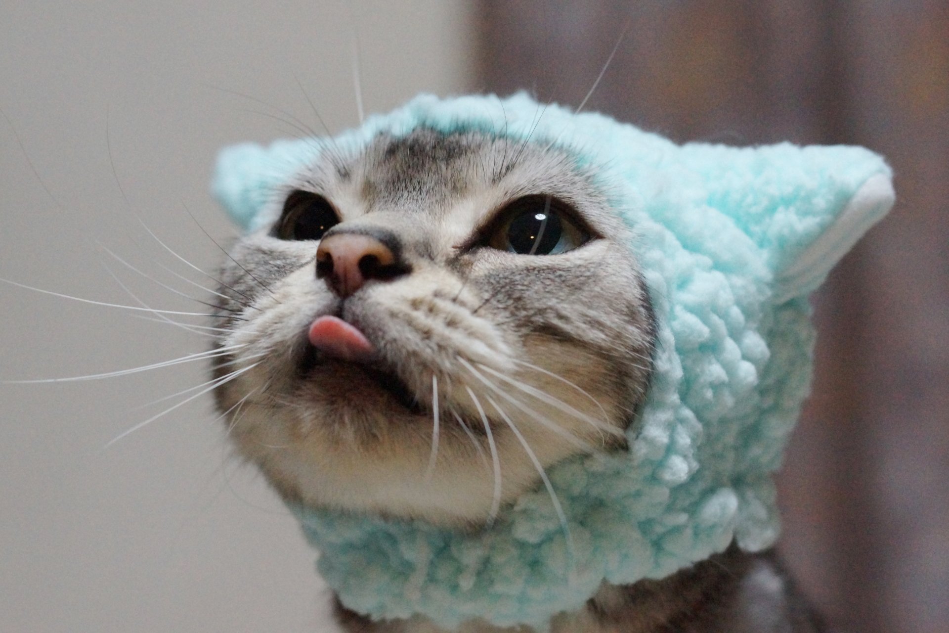 Download Funny Animal Cat 4k Ultra HD Wallpaper