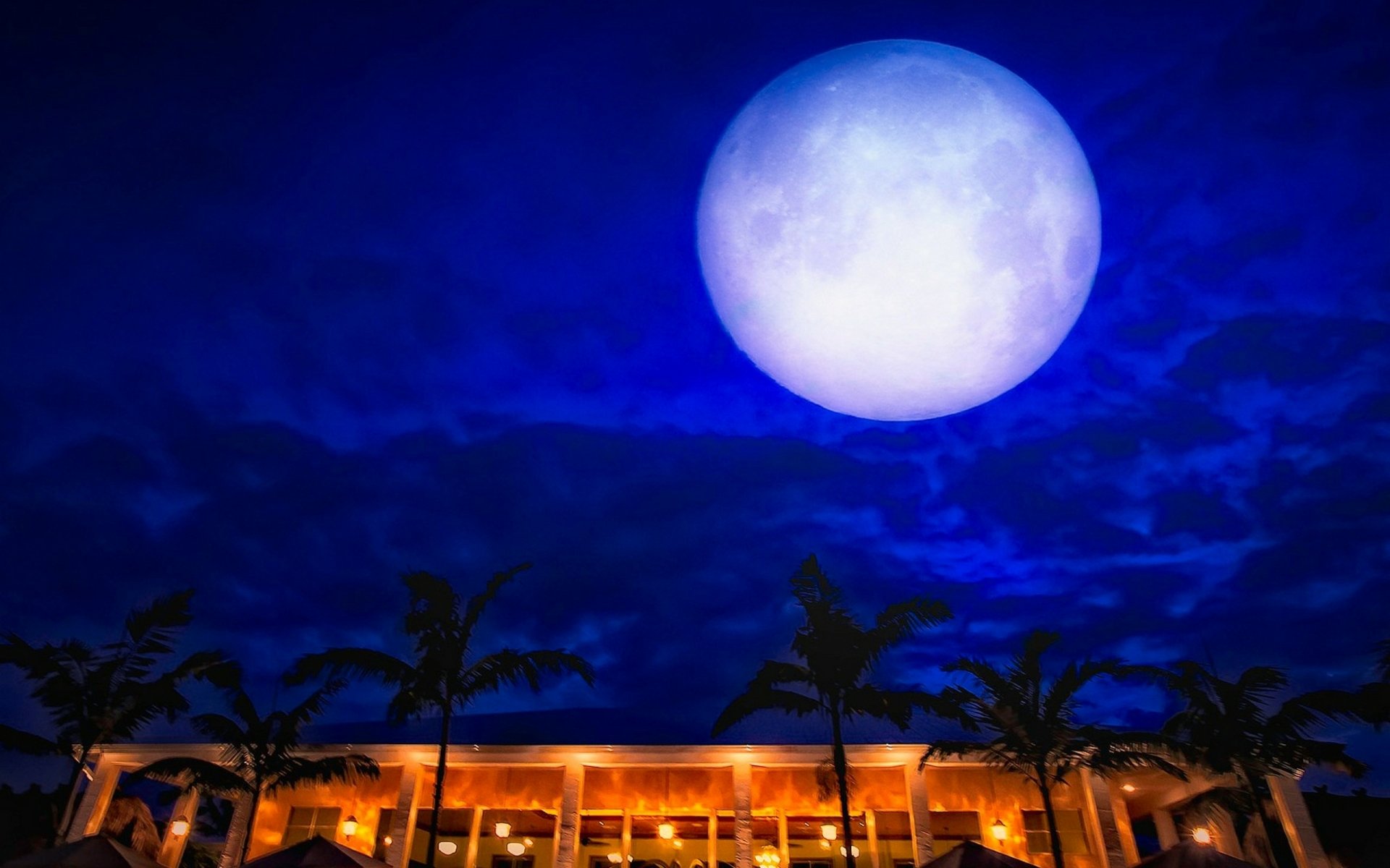 Moon Over Blue Palms — 2K Nightscape | 2560x1600 | Wallpaper Abyss