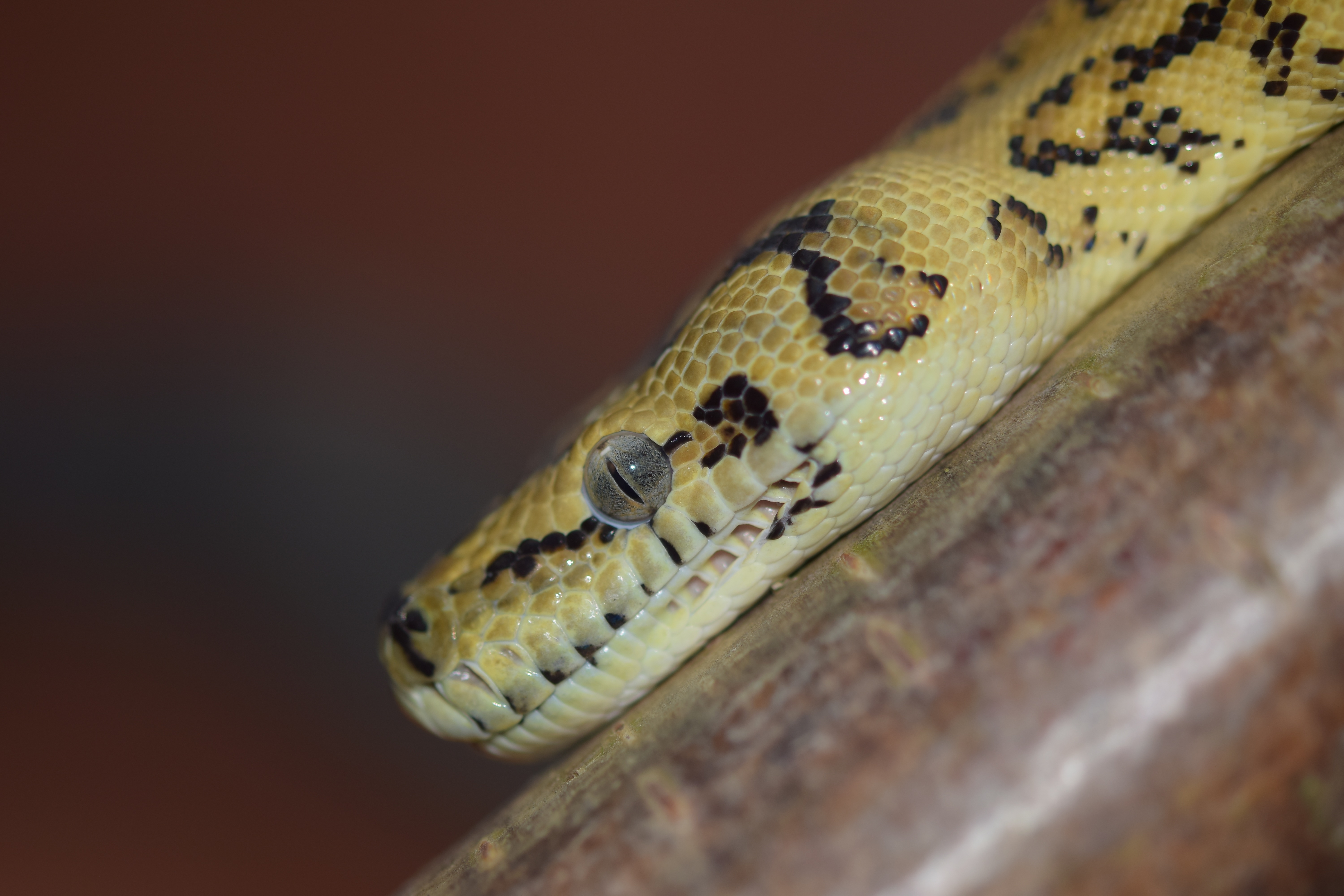 Download Eye Close up Reptile Snake Animal Python 4k Ultra HD Wallpaper