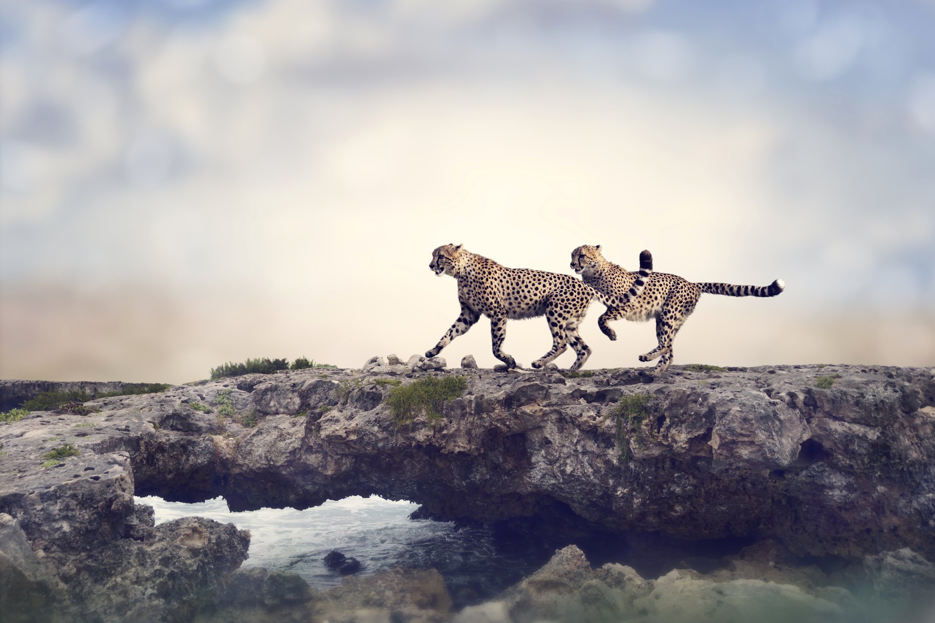 Majestic Cheetahs in 4K Ultra HD: Wild Elegance in Motion | 5993x4000 ...
