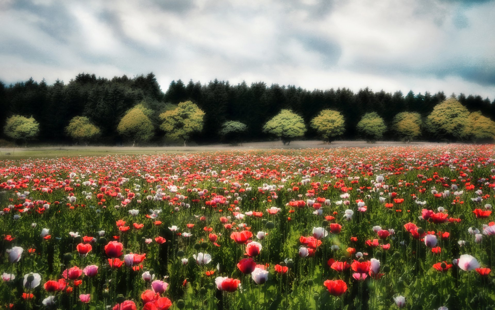 Download White Flower Red Flower Flower Nature Field HD Wallpaper