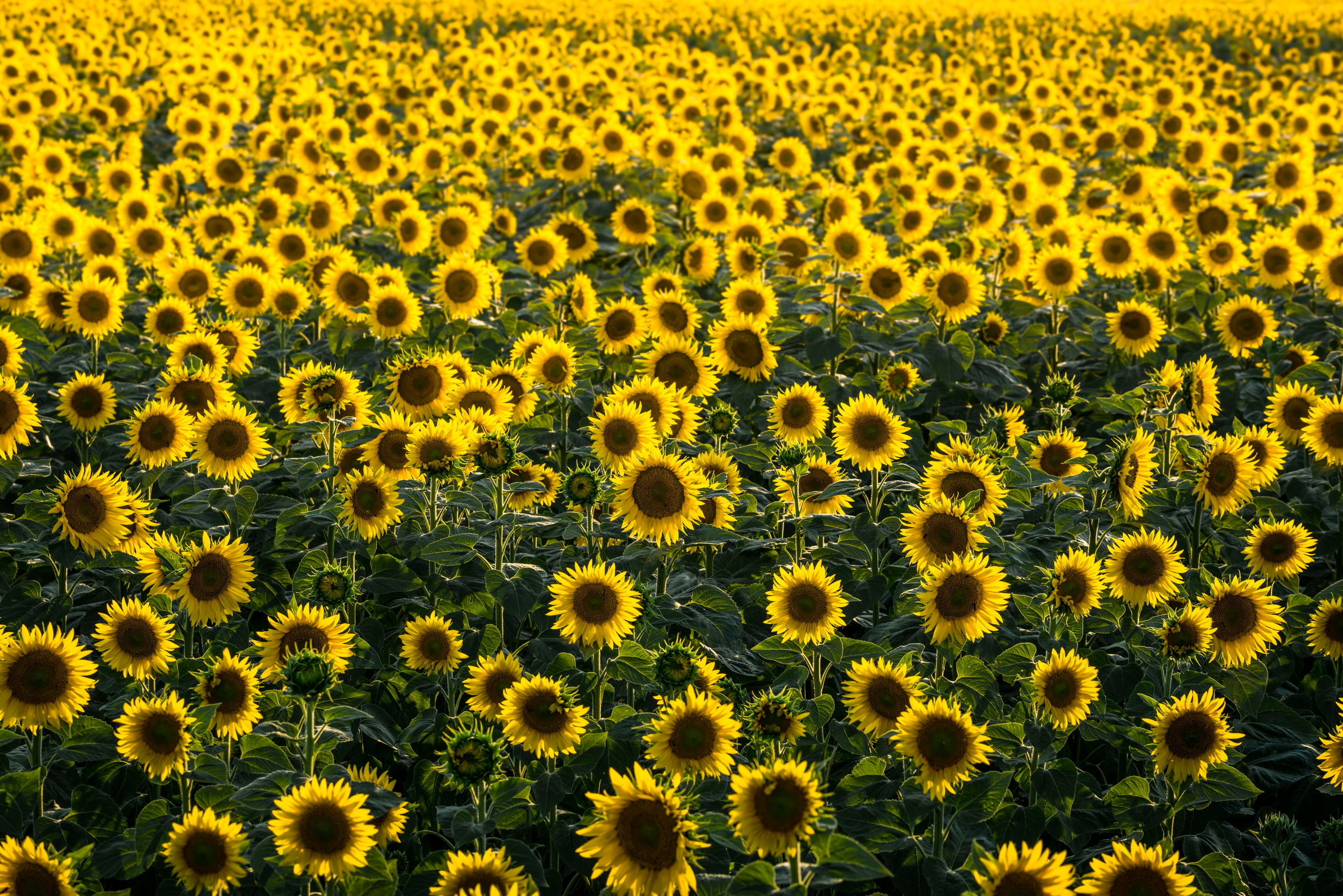 Sunflower HD Wallpaper