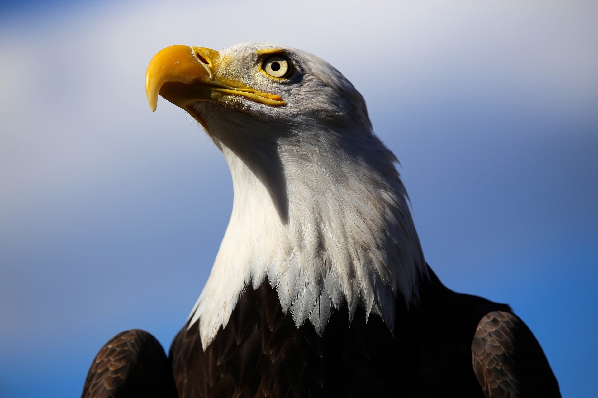 Download Animal Bald Eagle HD Wallpaper